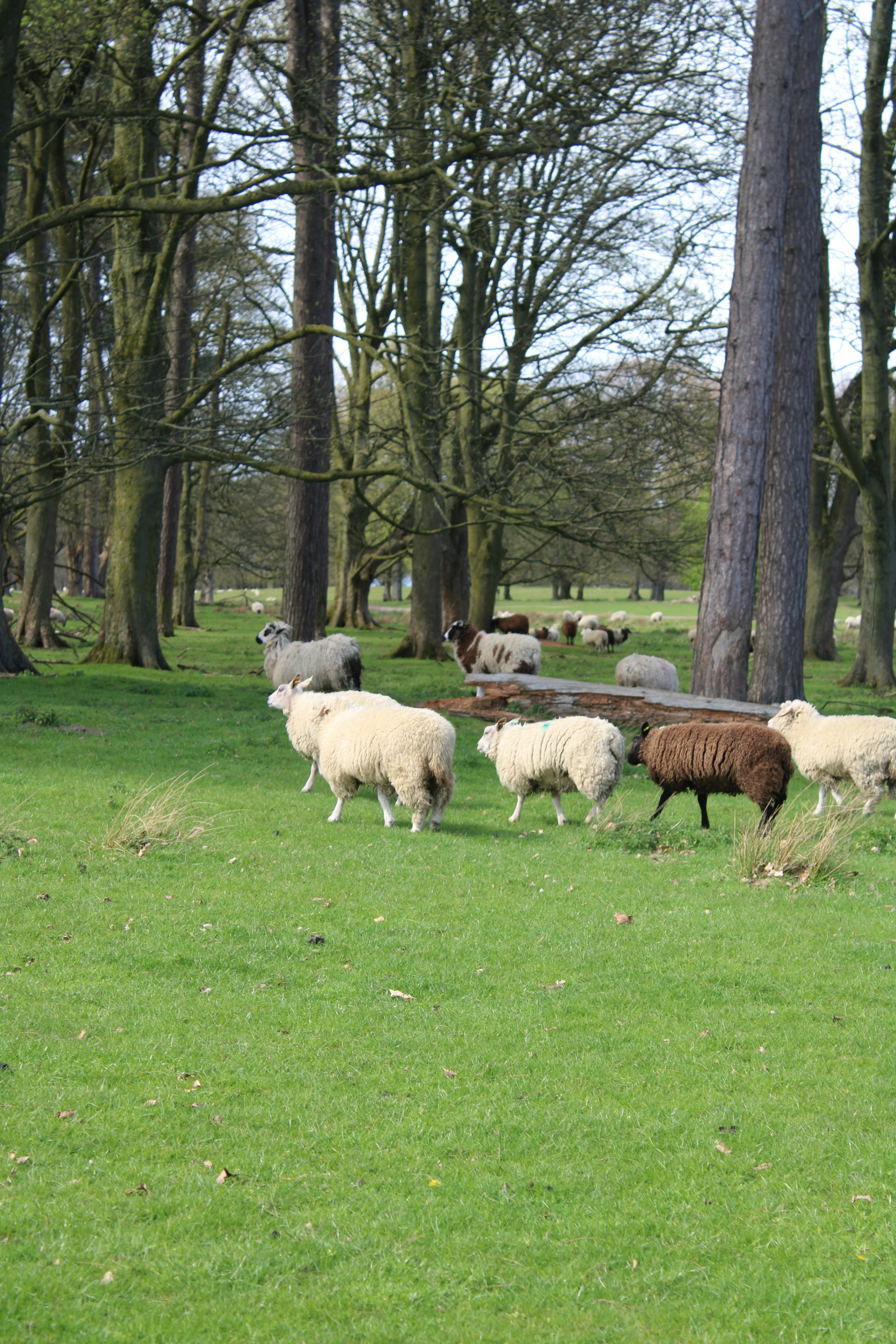 Pasture Patrol: A Herd of Woolly Companions Beneath Canyon of Trees