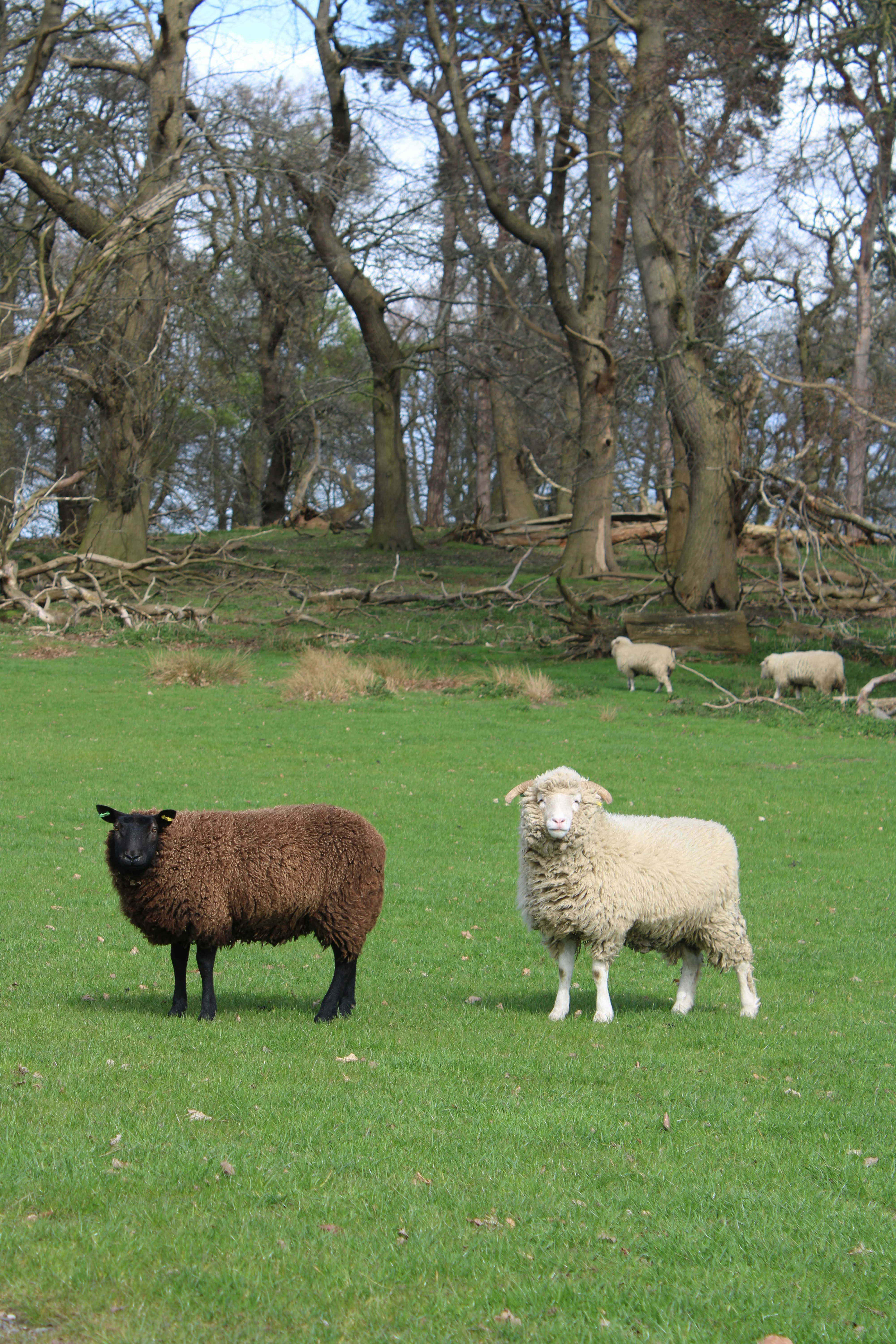 Pasture Guardians: Brown and White Sheep Stand Ground