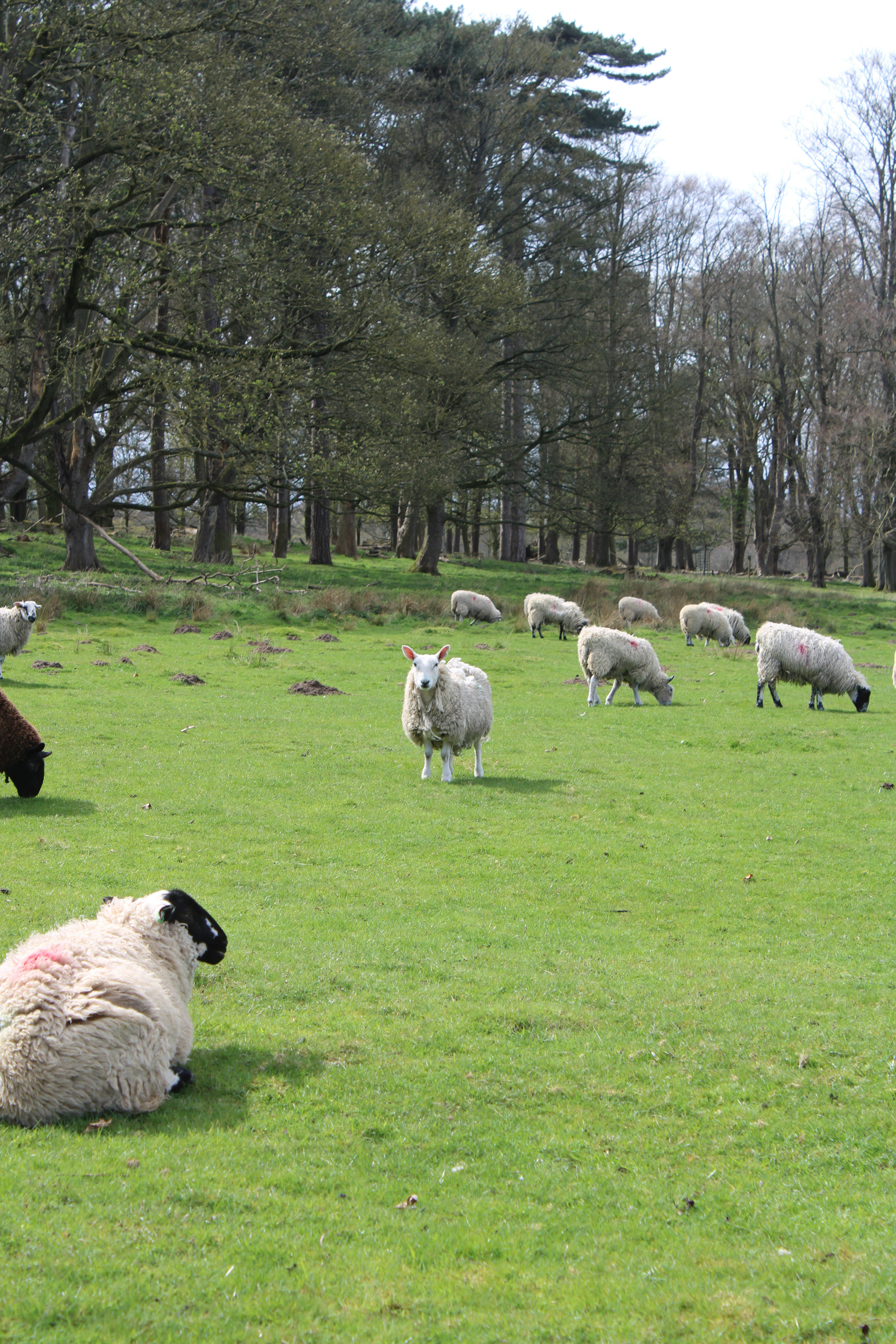 Pasture of Quiet Stillness: A Flock at Dappled Midfield