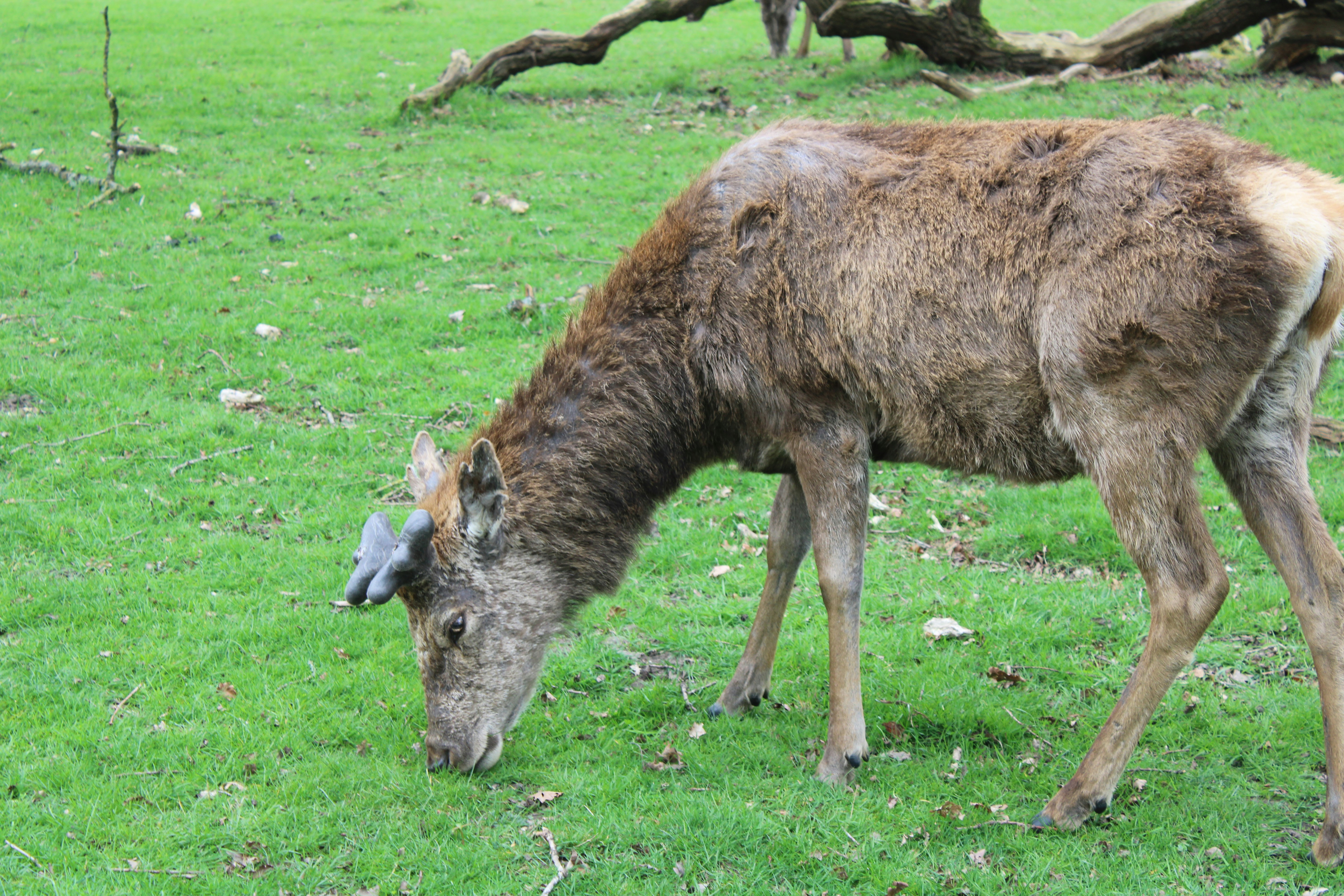 Grazing Donkey in Morning Light on Lush Green Field