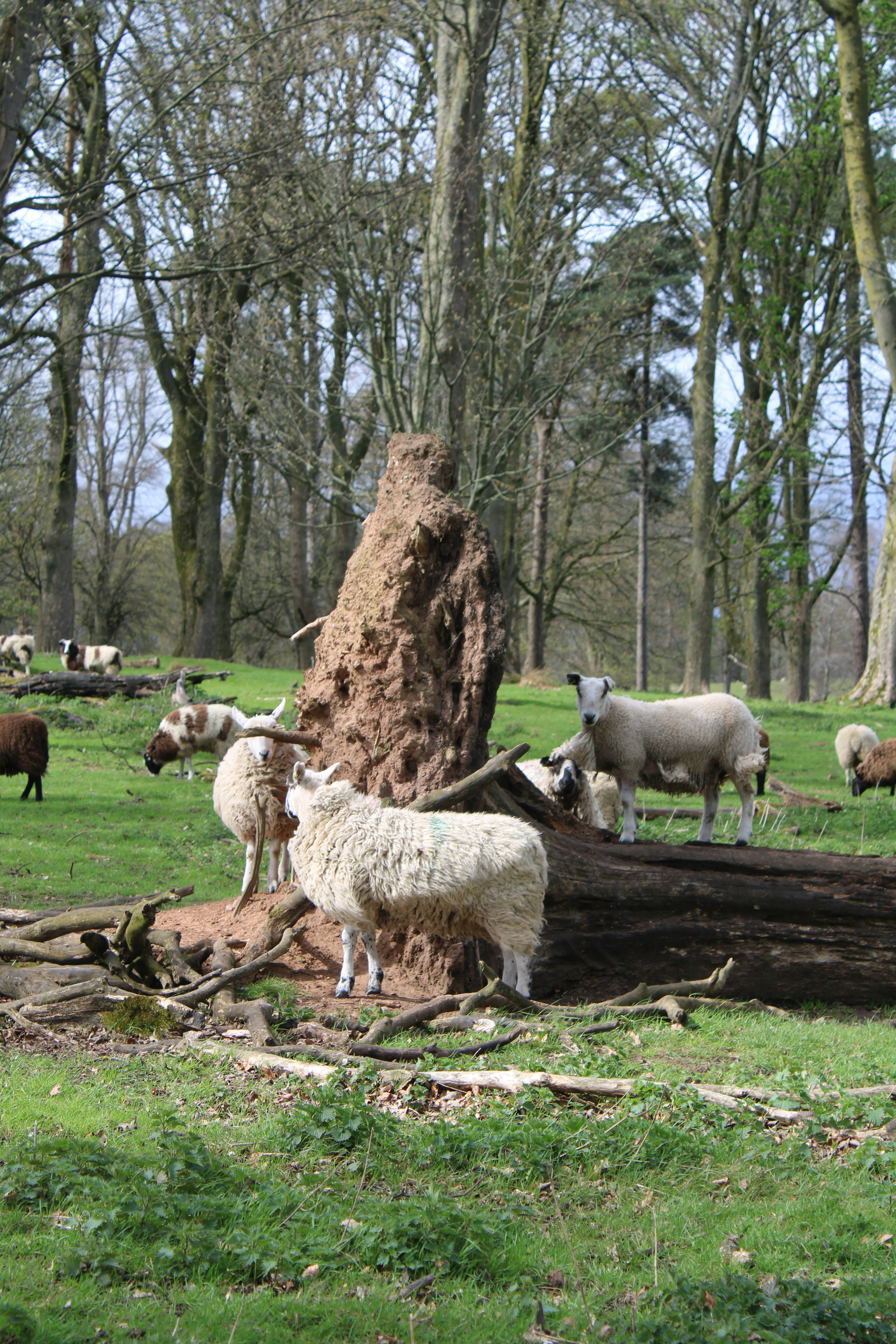 Sheep and Fallen Log in a Sunlit Pasture