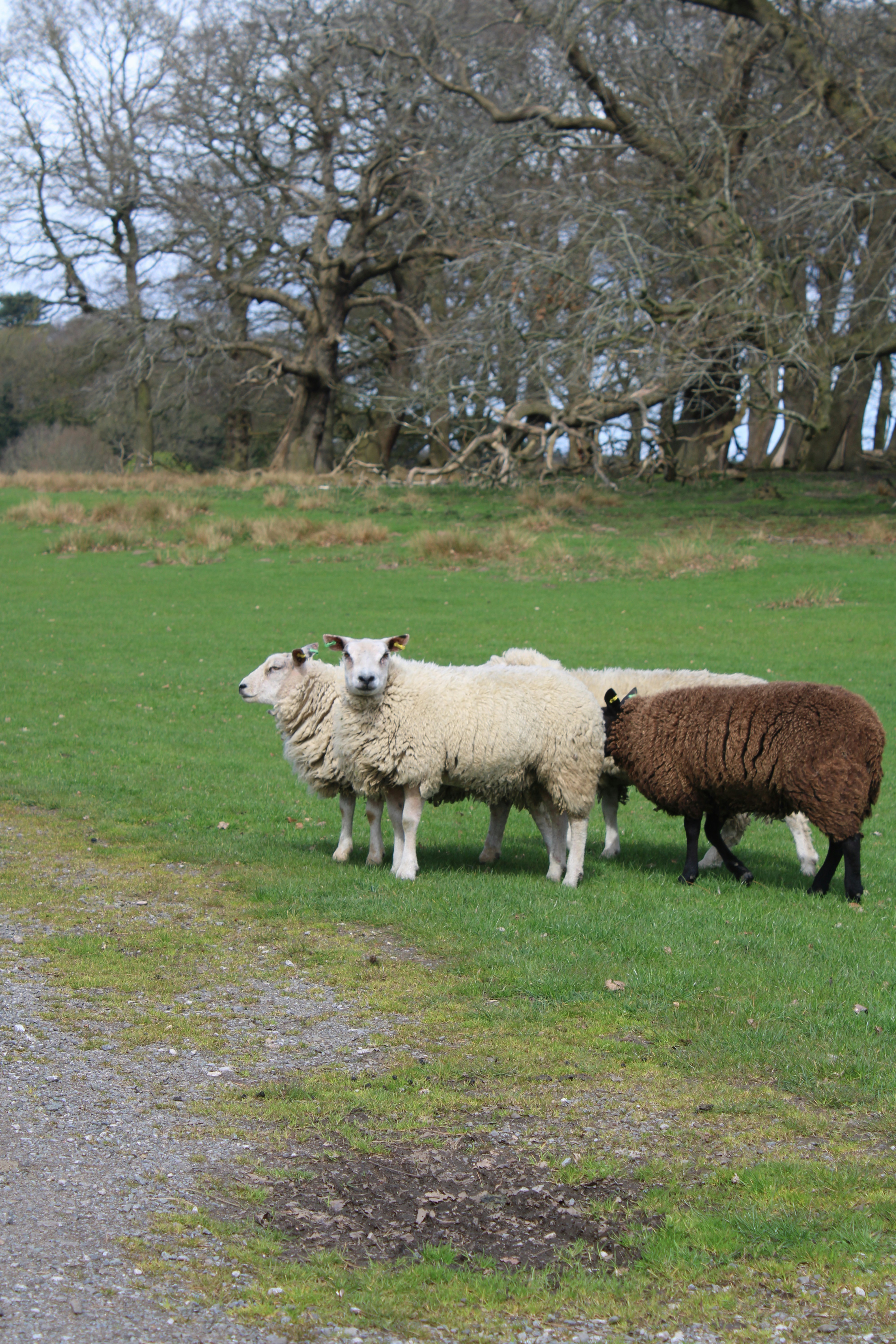 Three Sheep in a Shaded Field