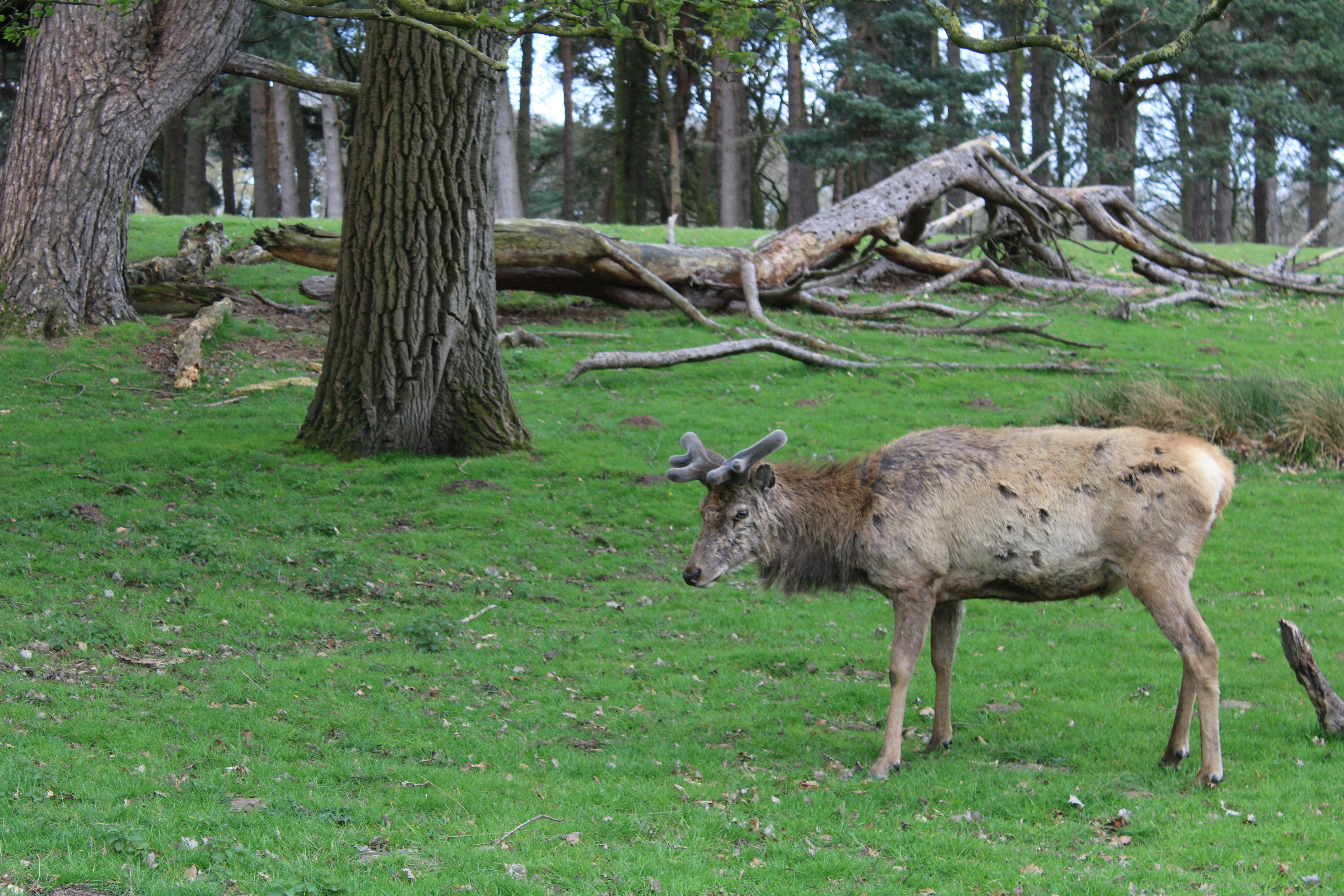 Grazing in the Pines: A Deer Surrounded by Old Branches