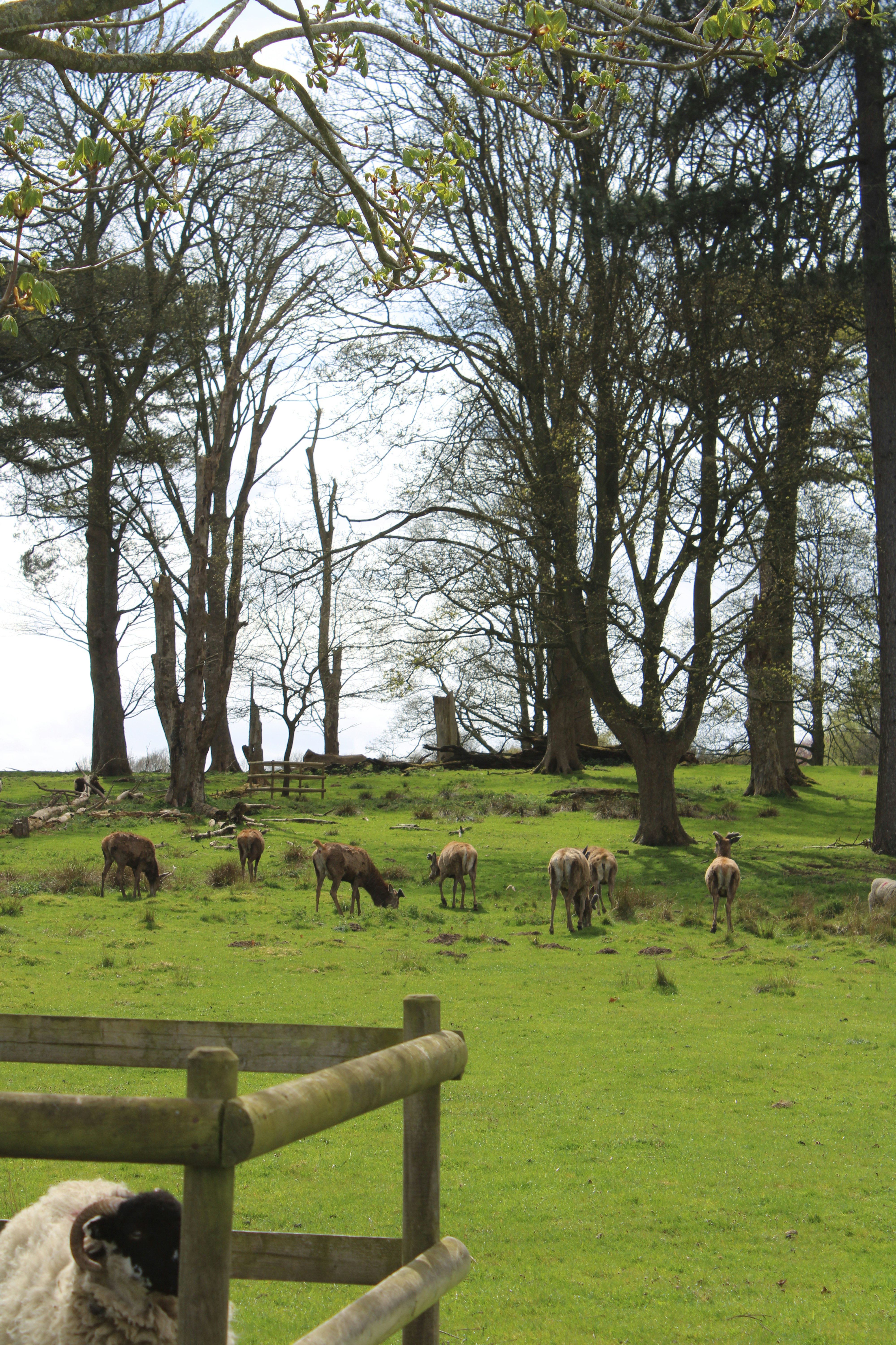 Pasture Chorus: A Herd at Dusk Beneath Gnarled Trees