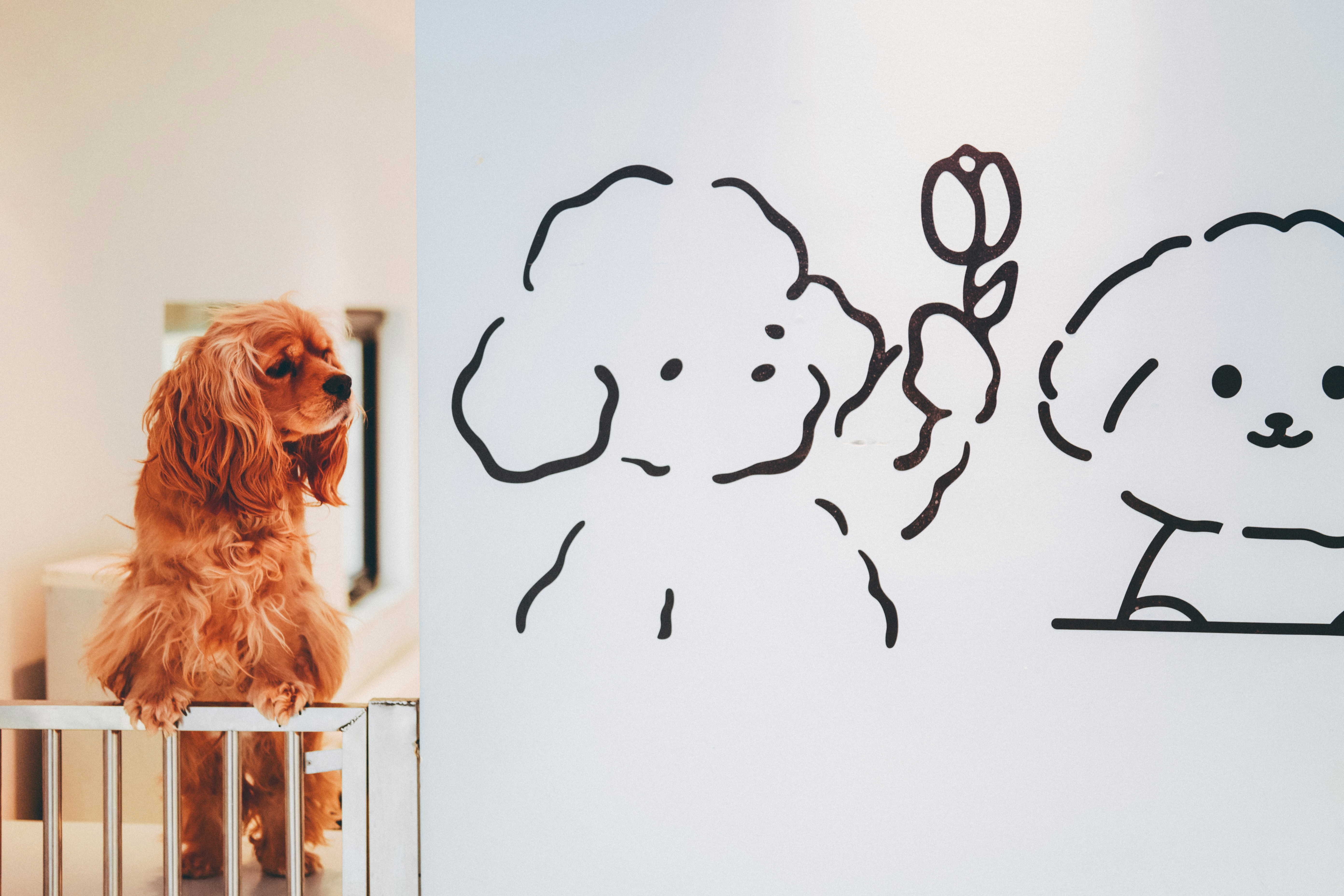 Golden Pup in a Minimalist White Gallery