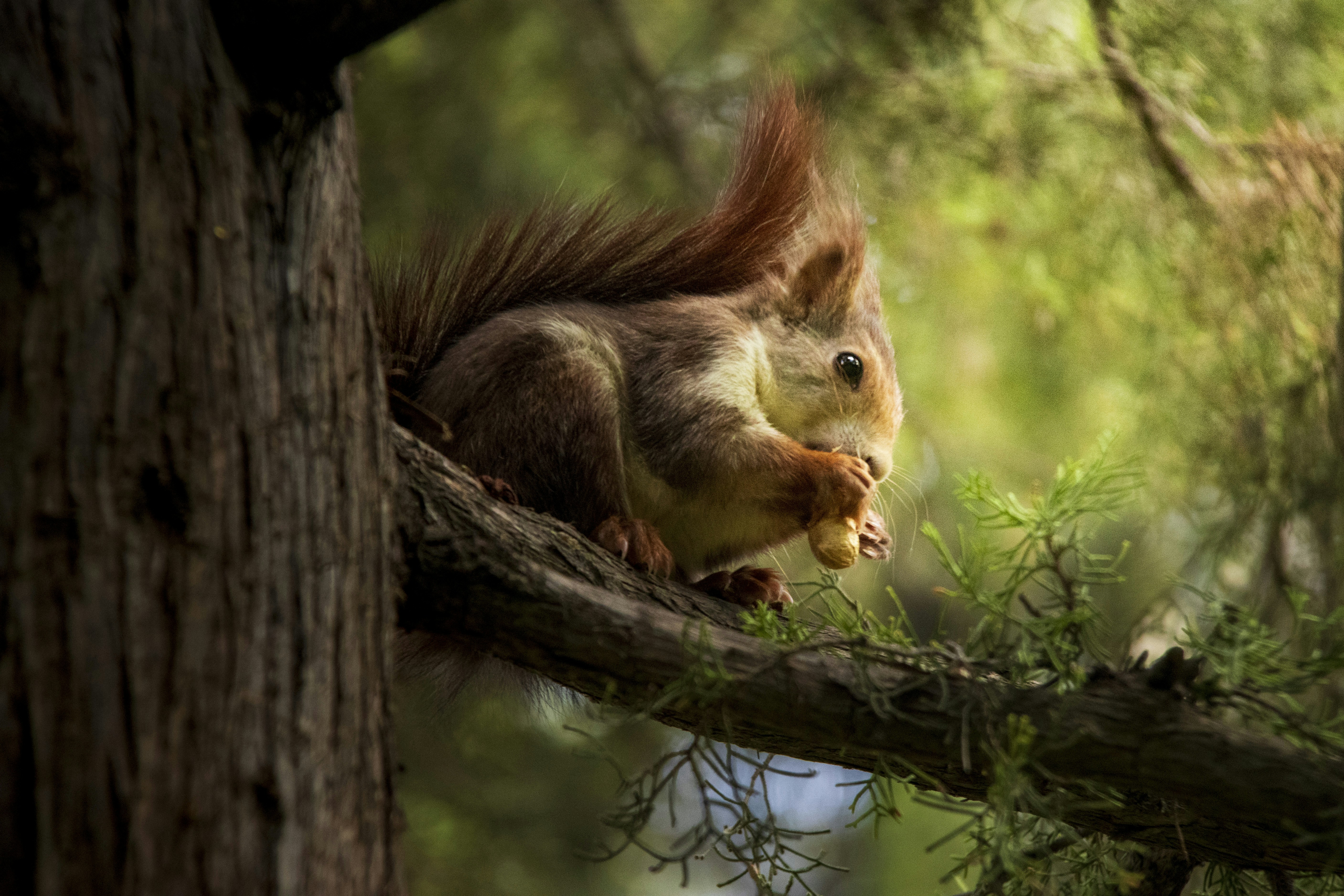 Nut-cracking Balance: A Squirrel Pauses on a Sunlit Cedar