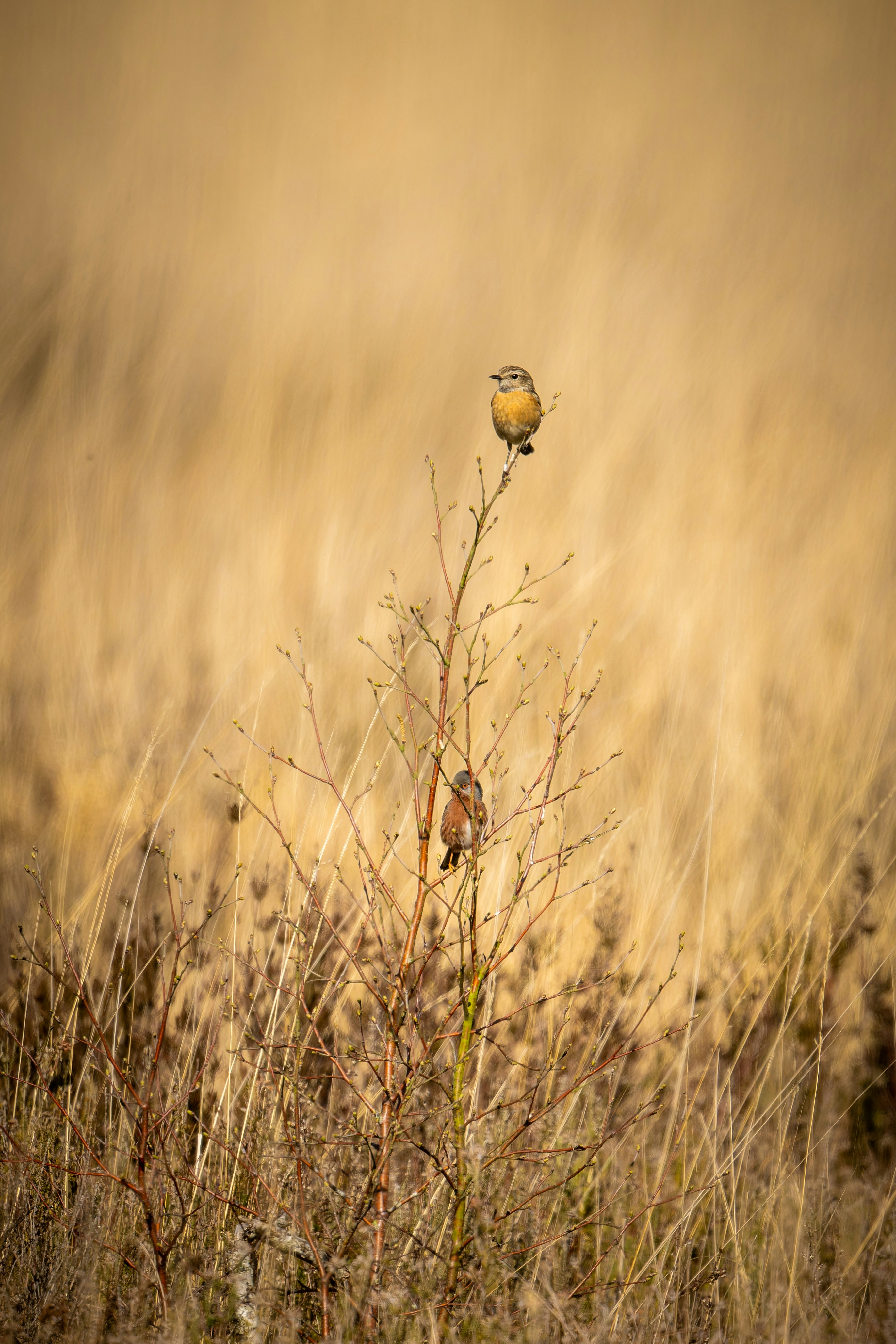 High Perch in a Field of Gold