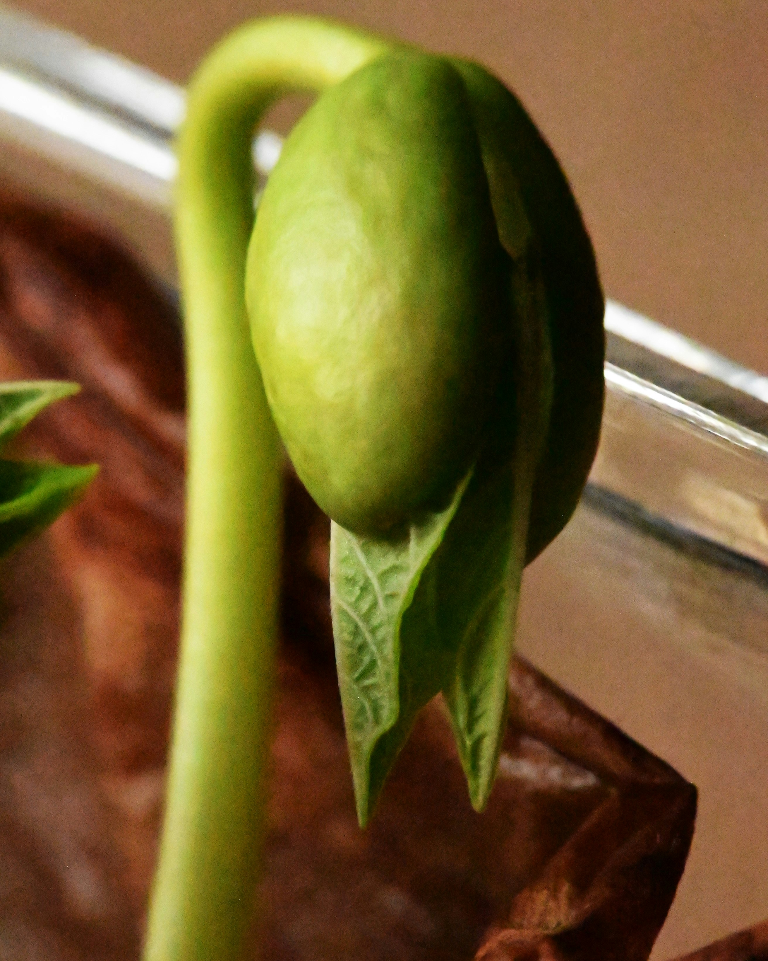 Sprouting Focus: A Tender Green Seedling Neck Bends Toward Light