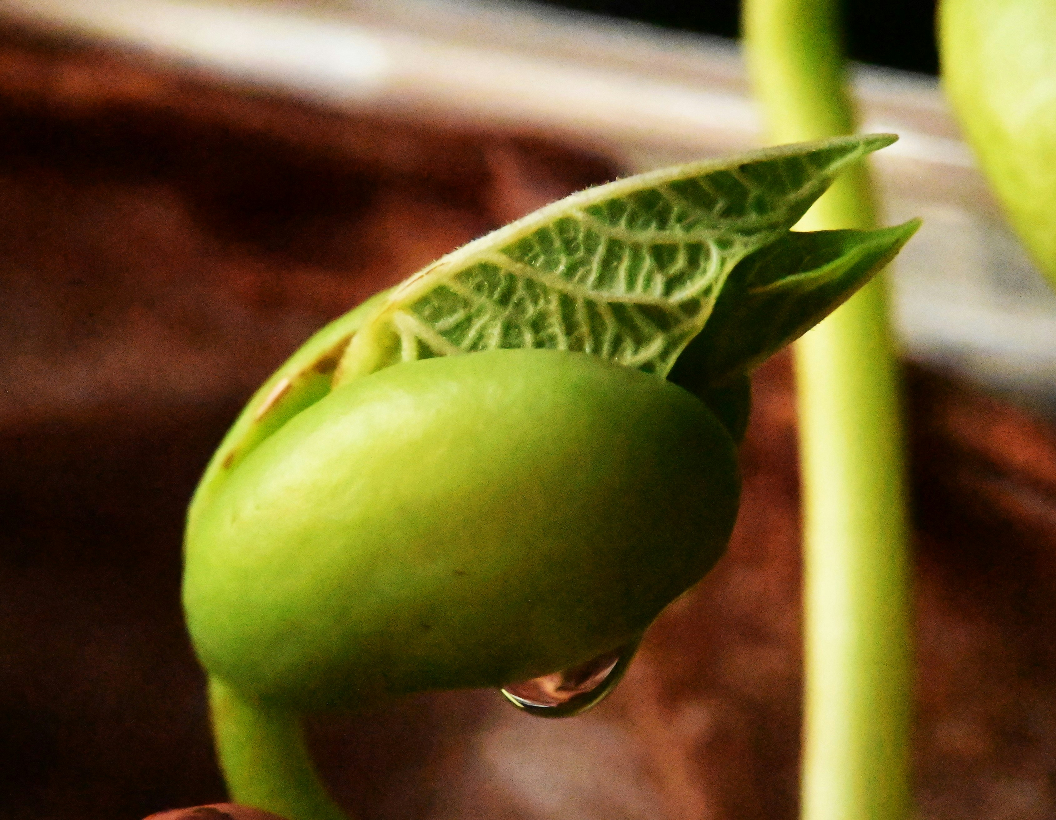 Emerging Olive on a Tender Stem