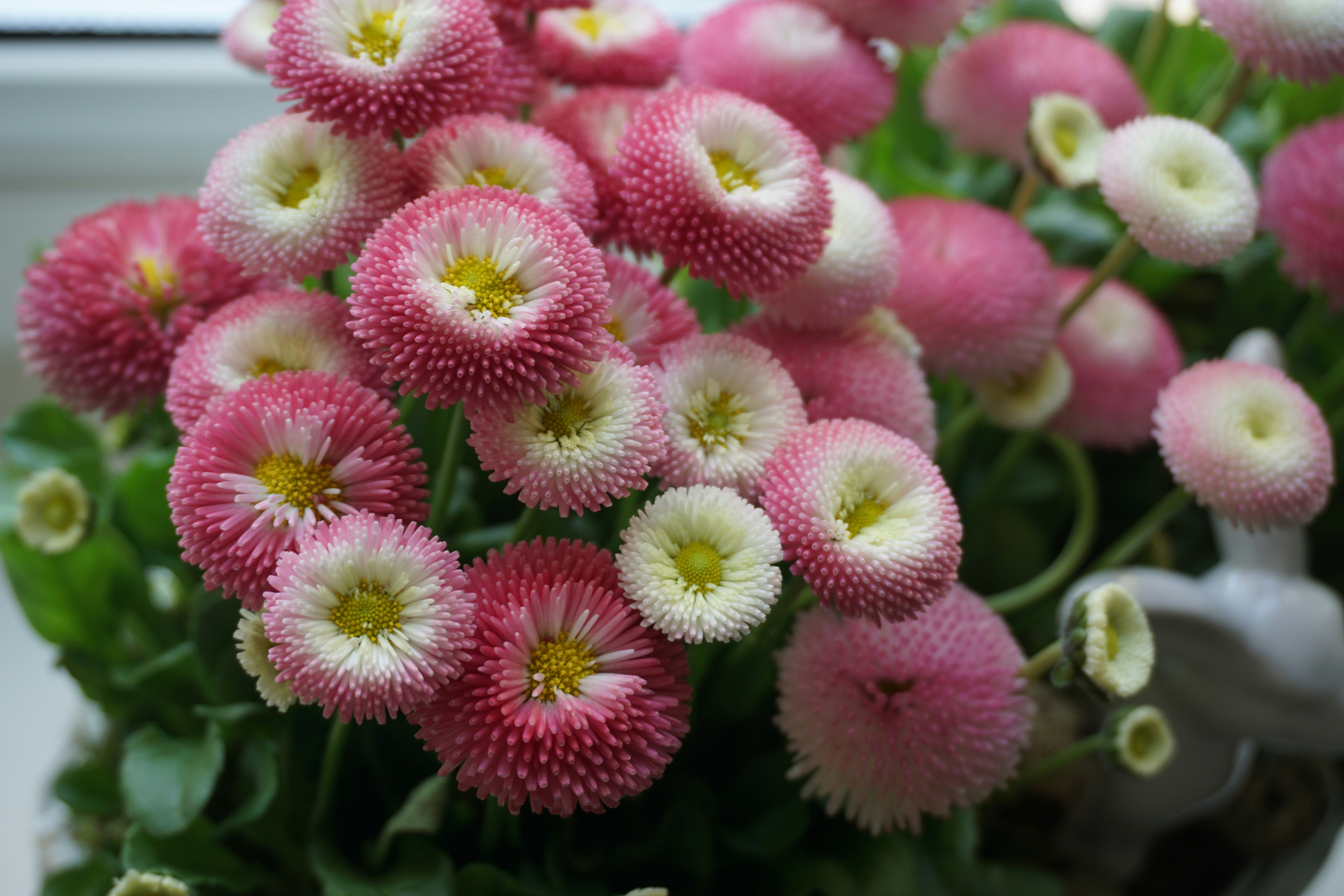Pom-Pom Bloom Ensemble: A Sea of Pink and White Rounds