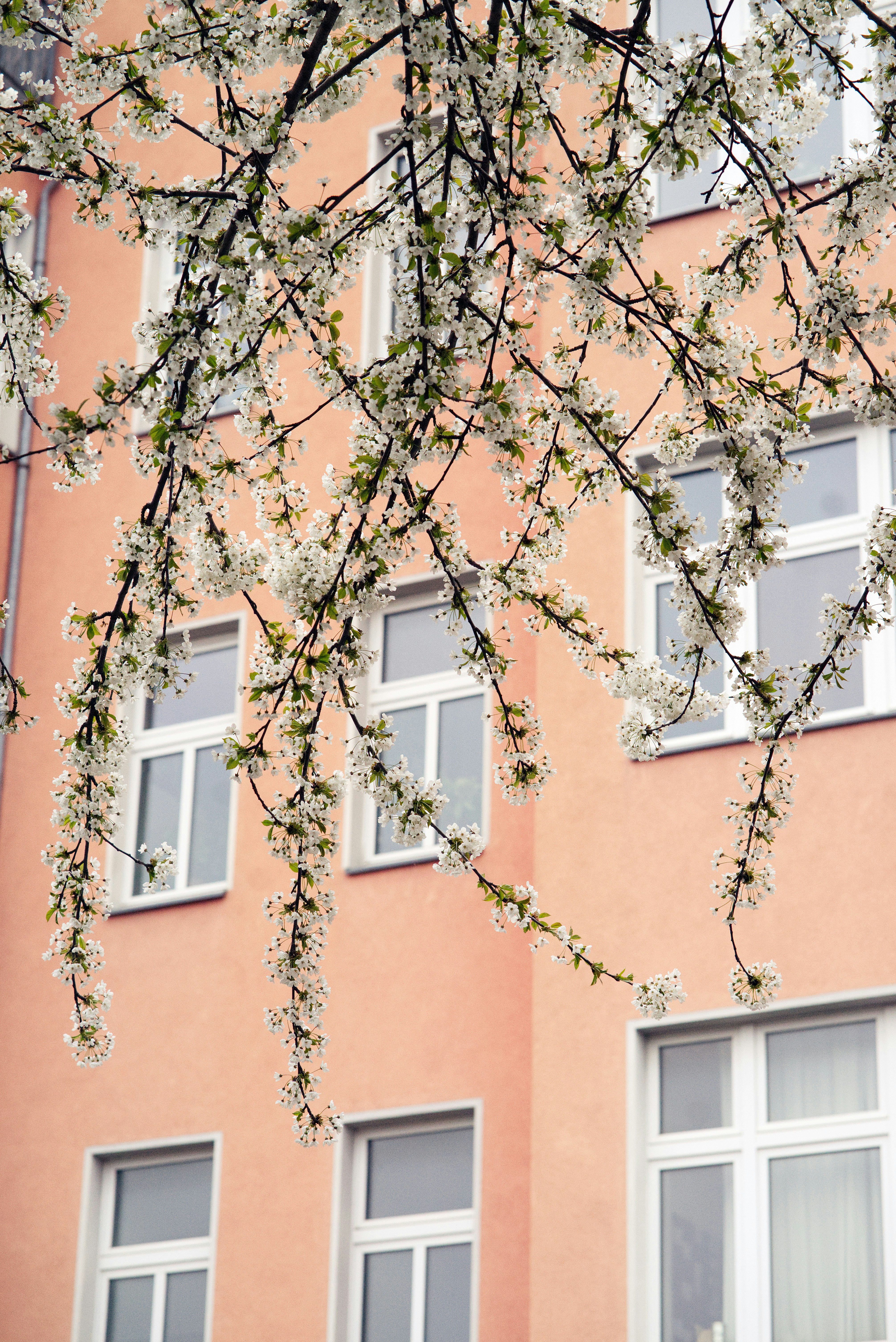Blossoms in Front of a Peach Building