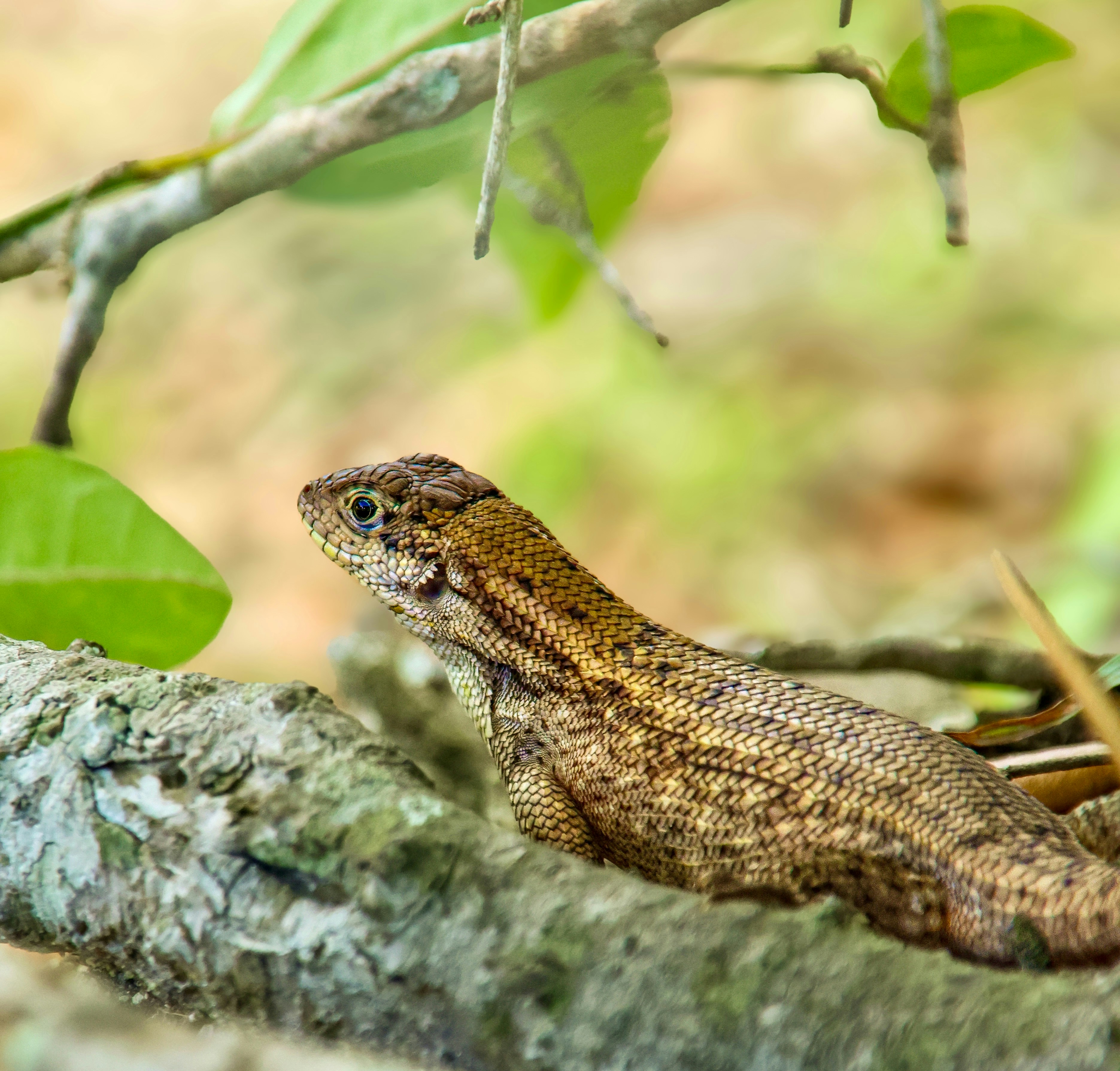 Brown lizard on a sunlit branch, eyeing the forest floor