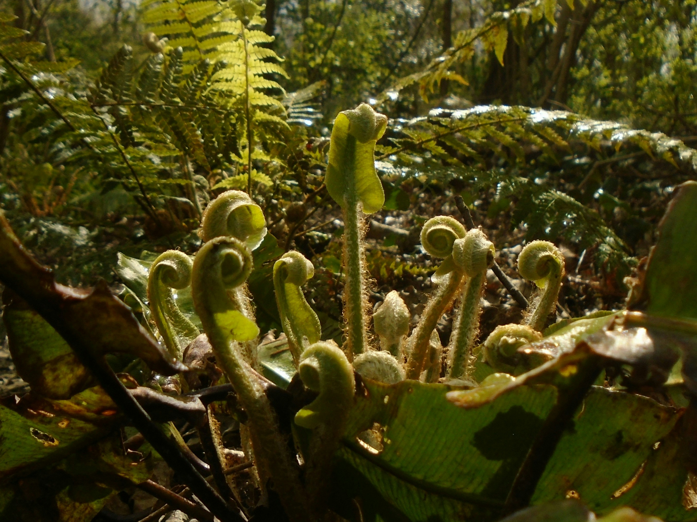 Emerald Curled Fern Buds Rising from the Forest Floor