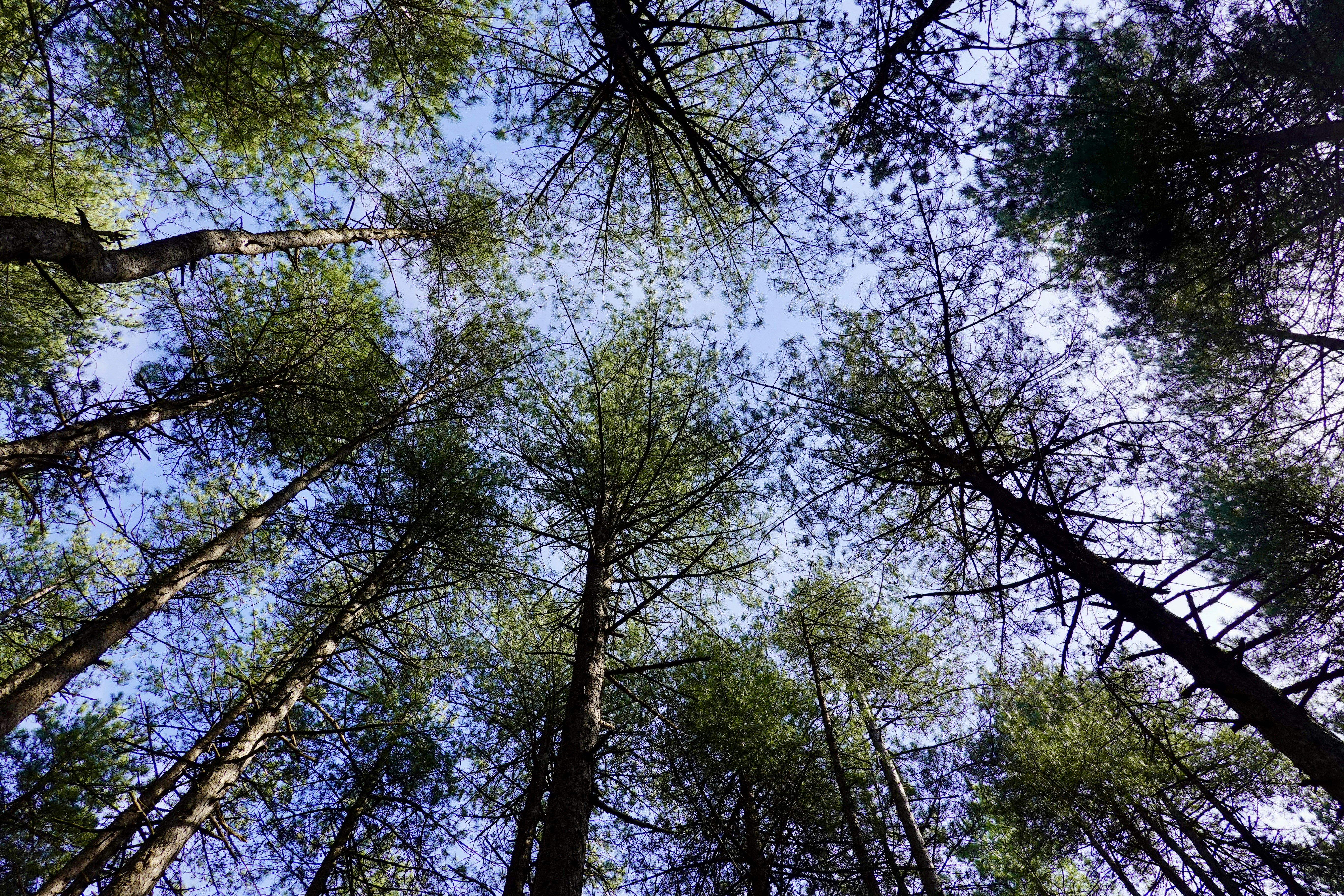 Emerald Canopy: upward glance into a forest of converging trunks