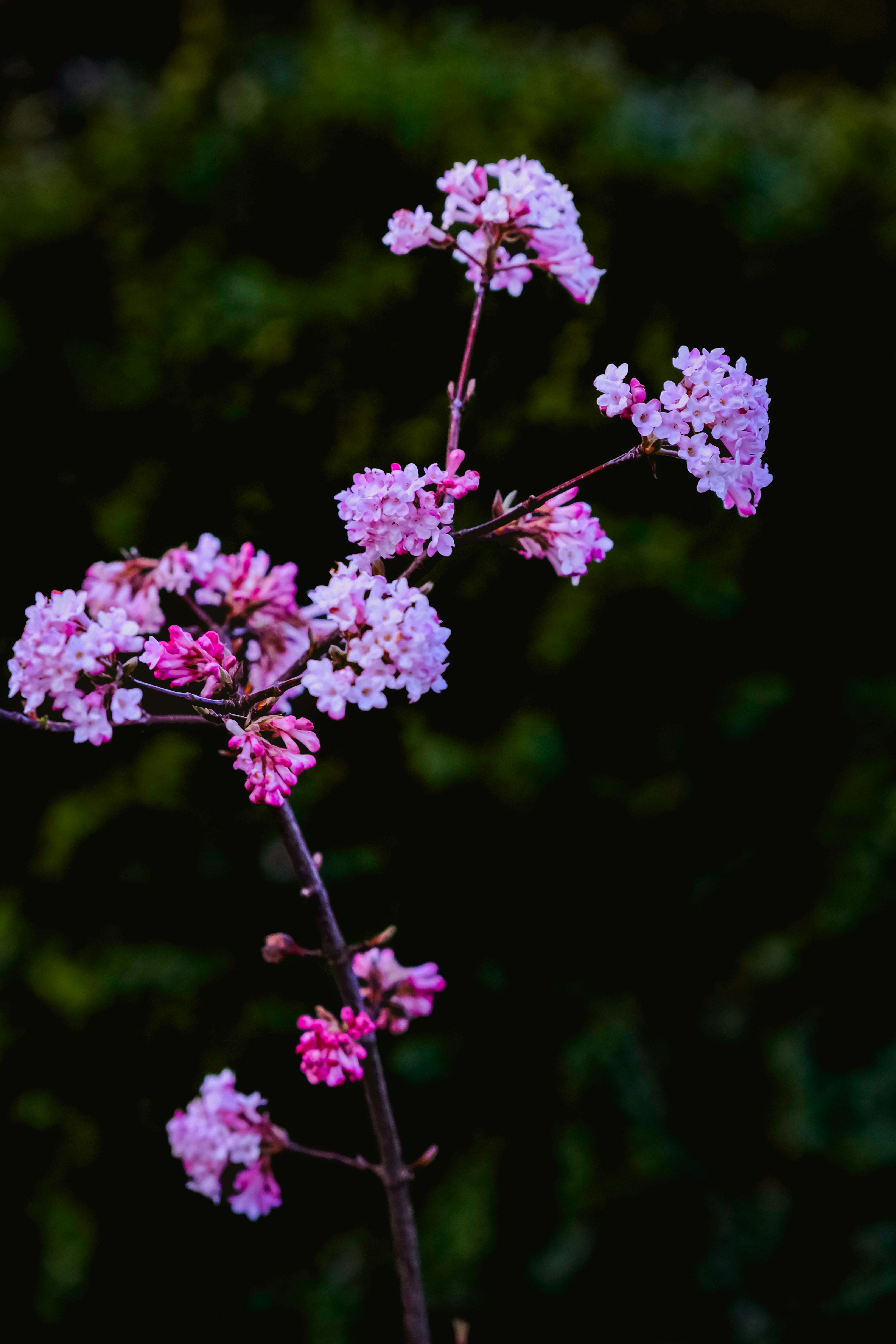 Blossoms on a Dark Canvas