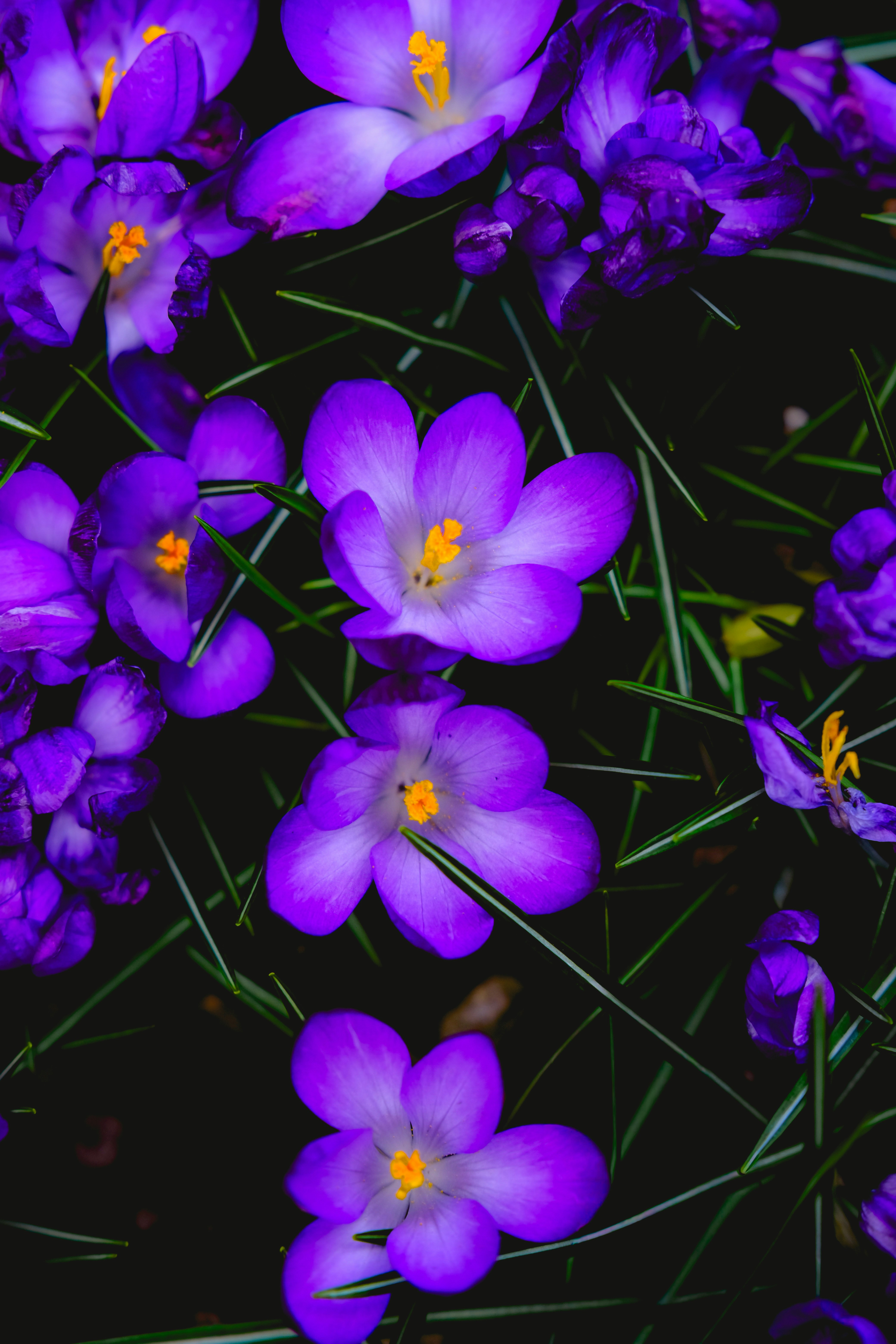 Violet Crocus Cluster in Evening Glow