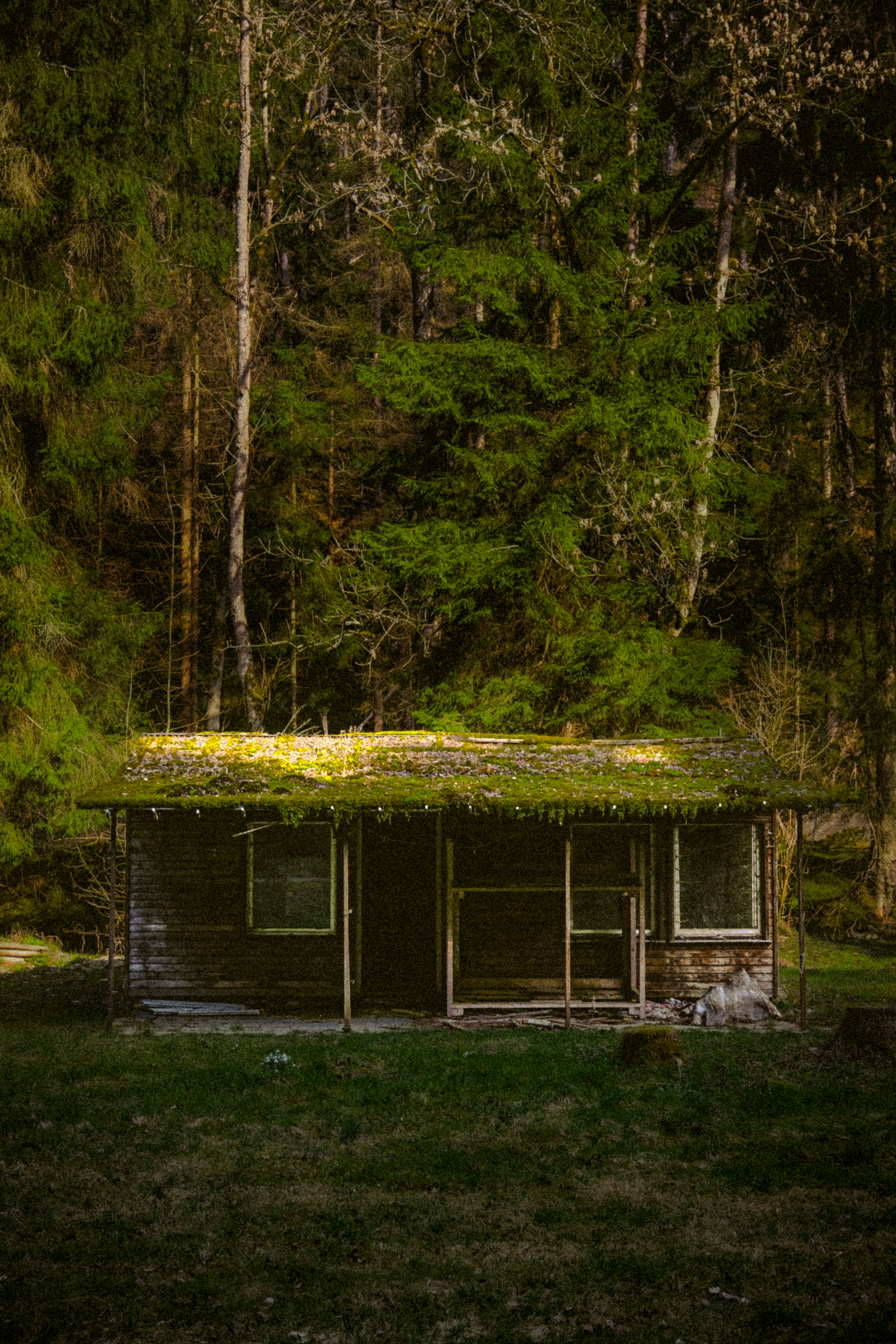 Abandoned Cabin Reclined in a Quiet Pines Grove