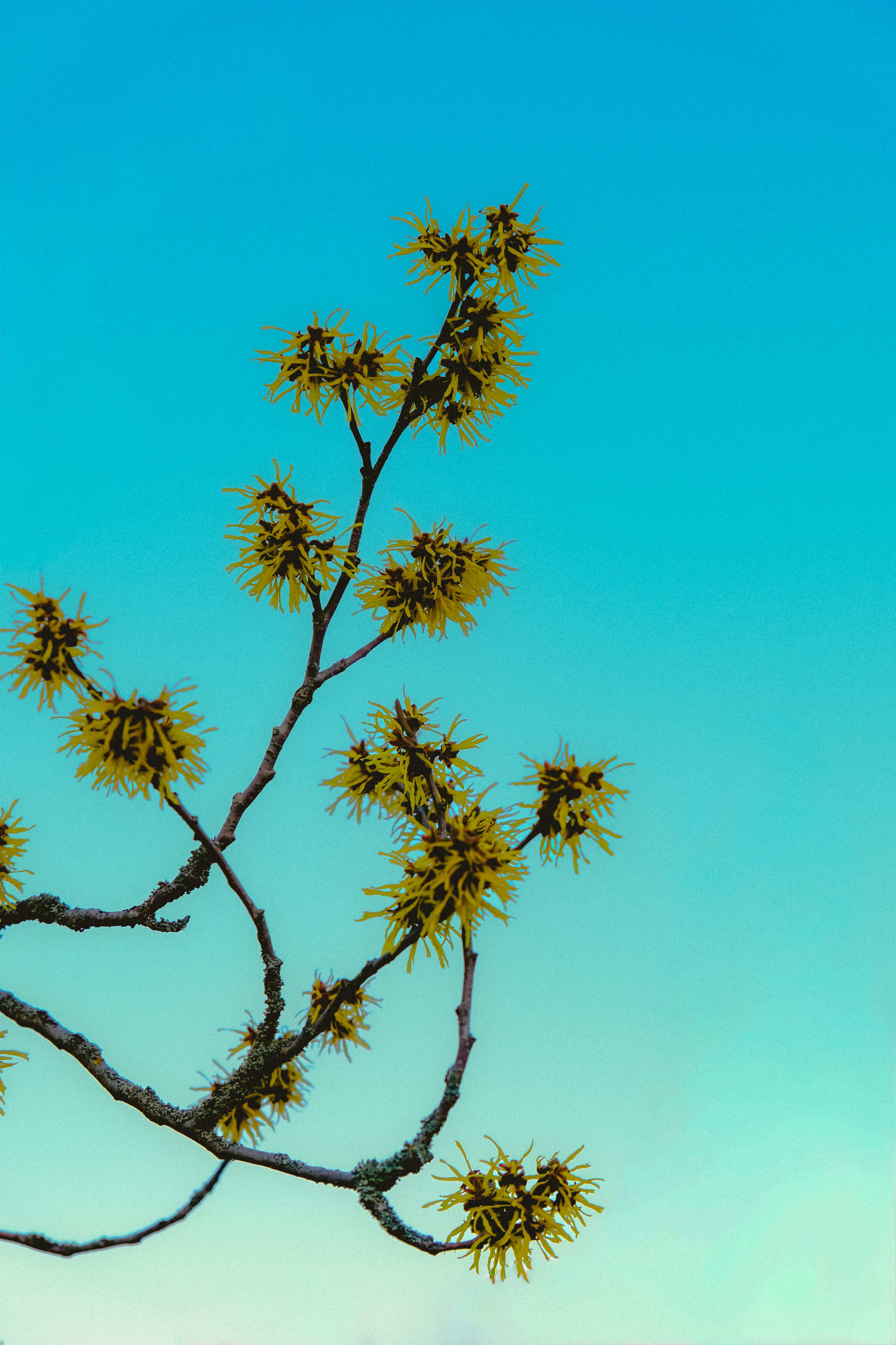 Moonlit Yellow Blossoms on a Silhouette Thread