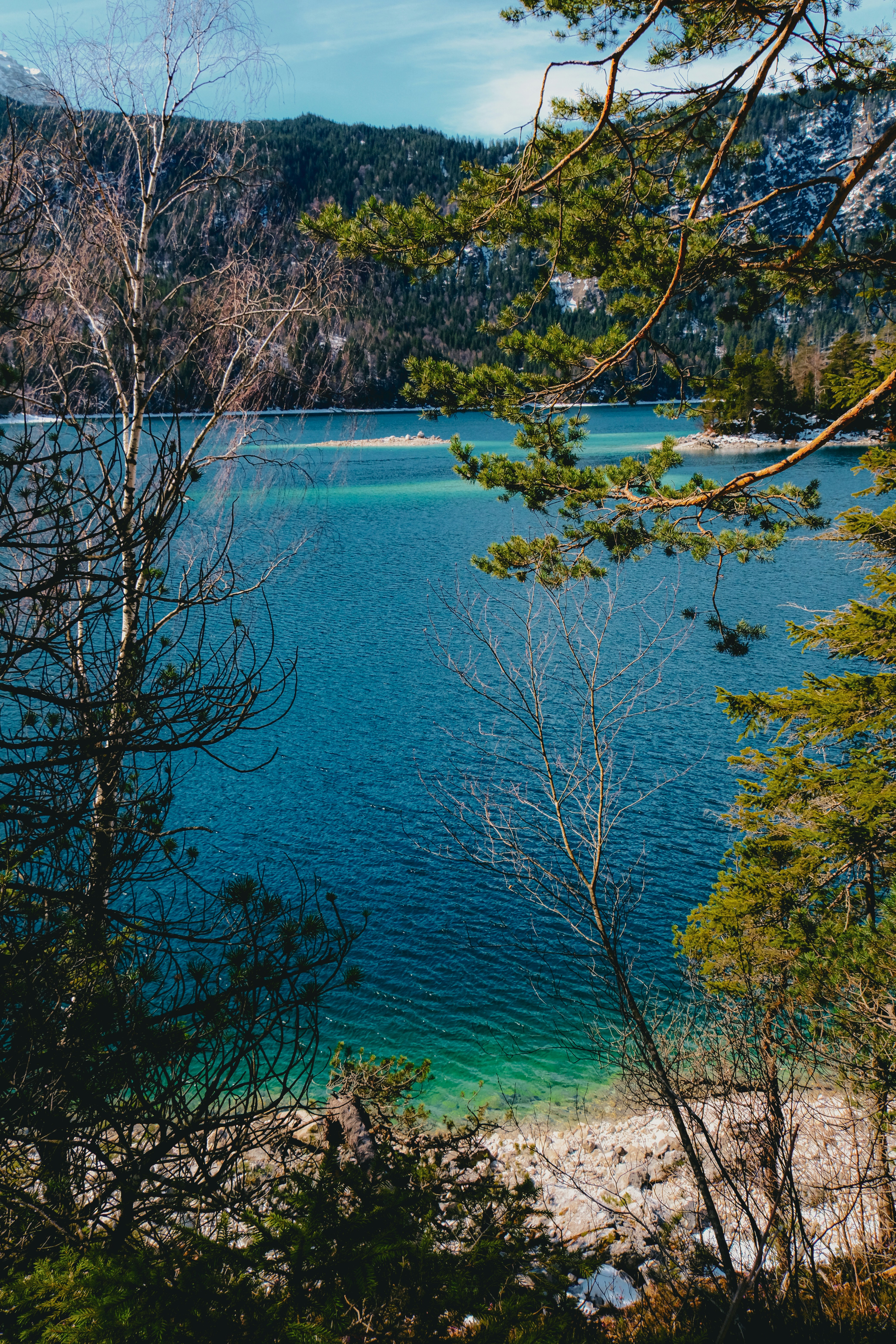 Emerald Shoreline Through Bare Branches