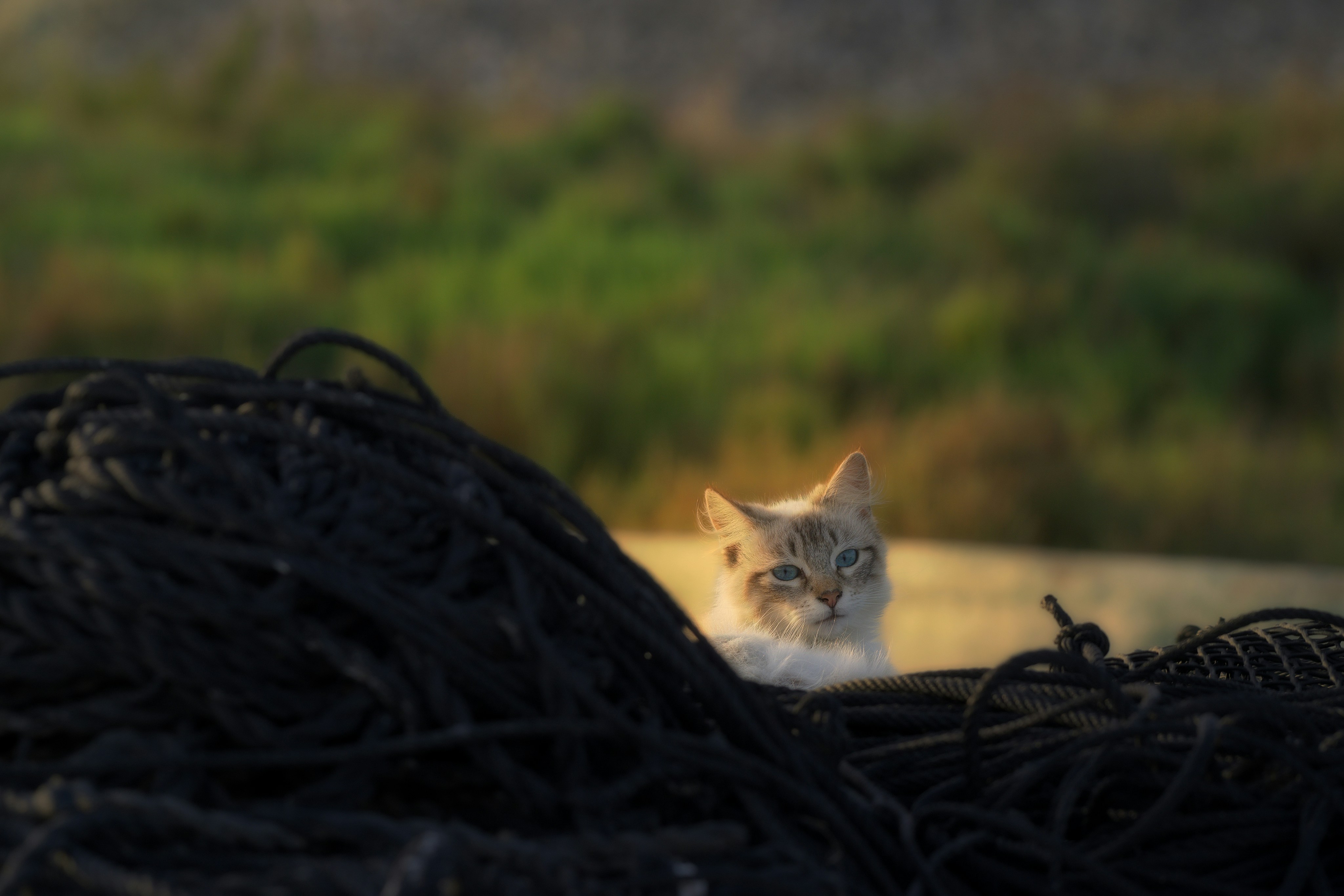 Hidden Observer: Cat Peers Over Tangle of Nautical Cables