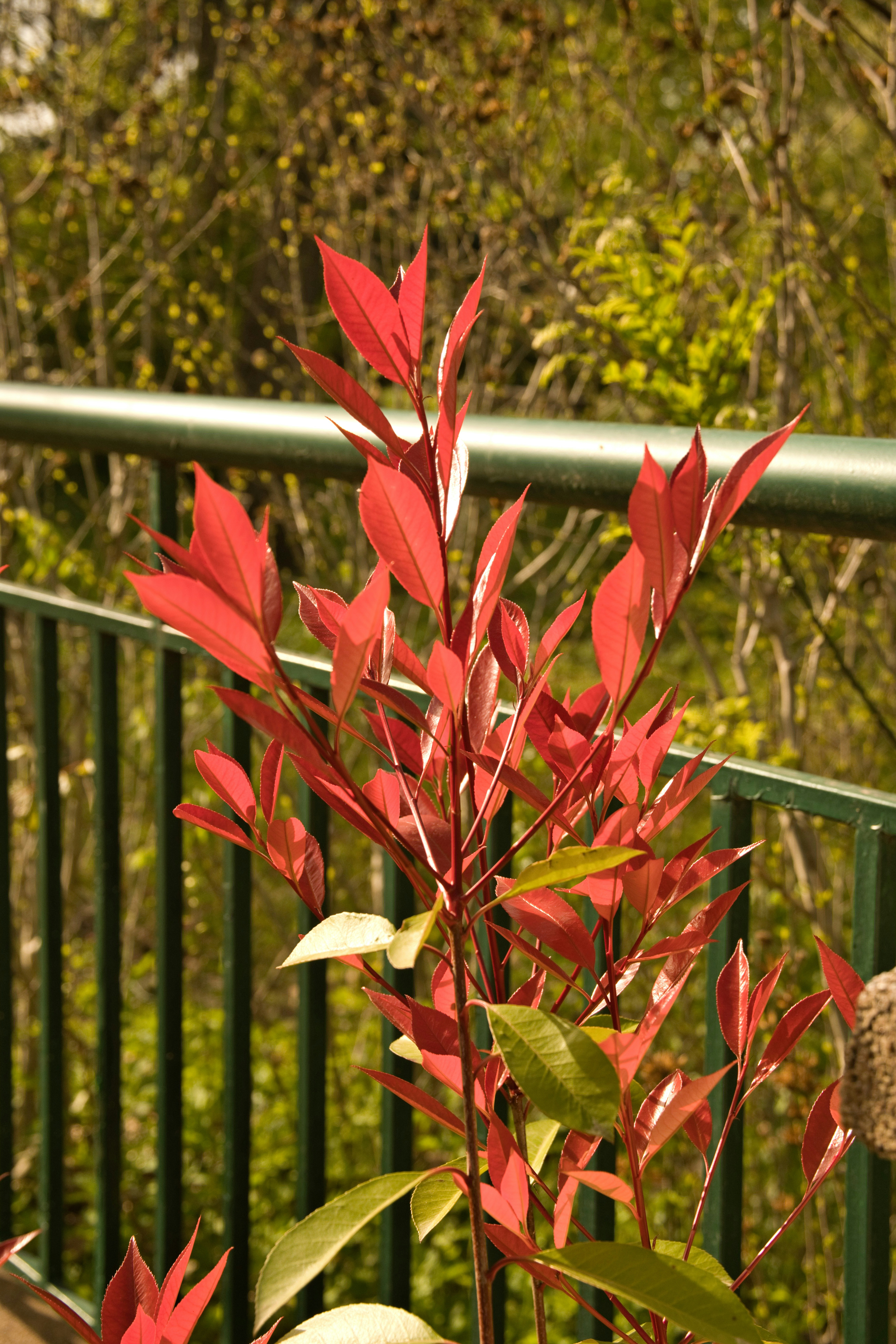 Crimson Leaves in Spring Glow by a Green Balcony