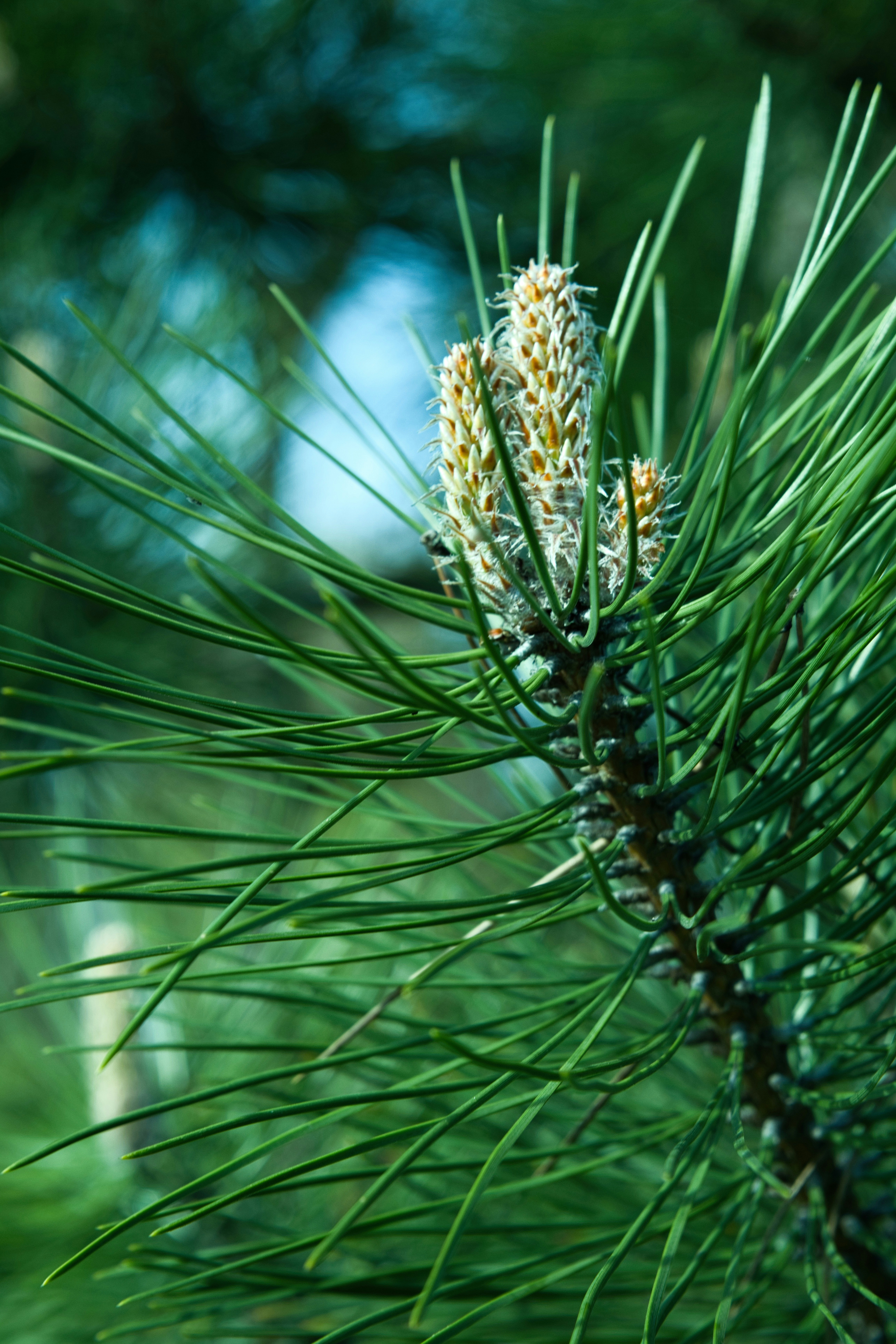 Pine Needles Reach Toward the Sun on a Quiet Branch