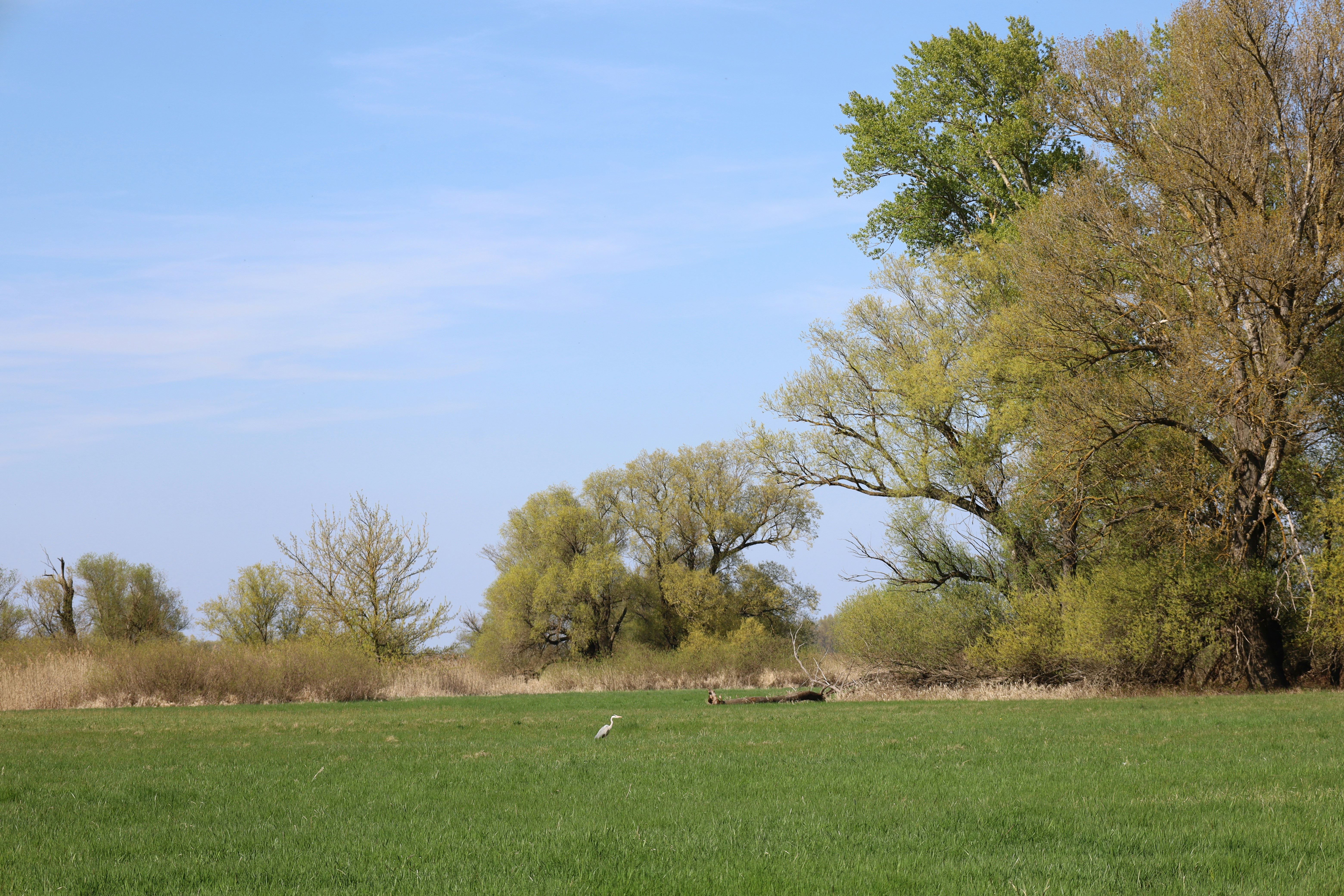 Quiet Pasture Breeze under a Wide Sedate Sky