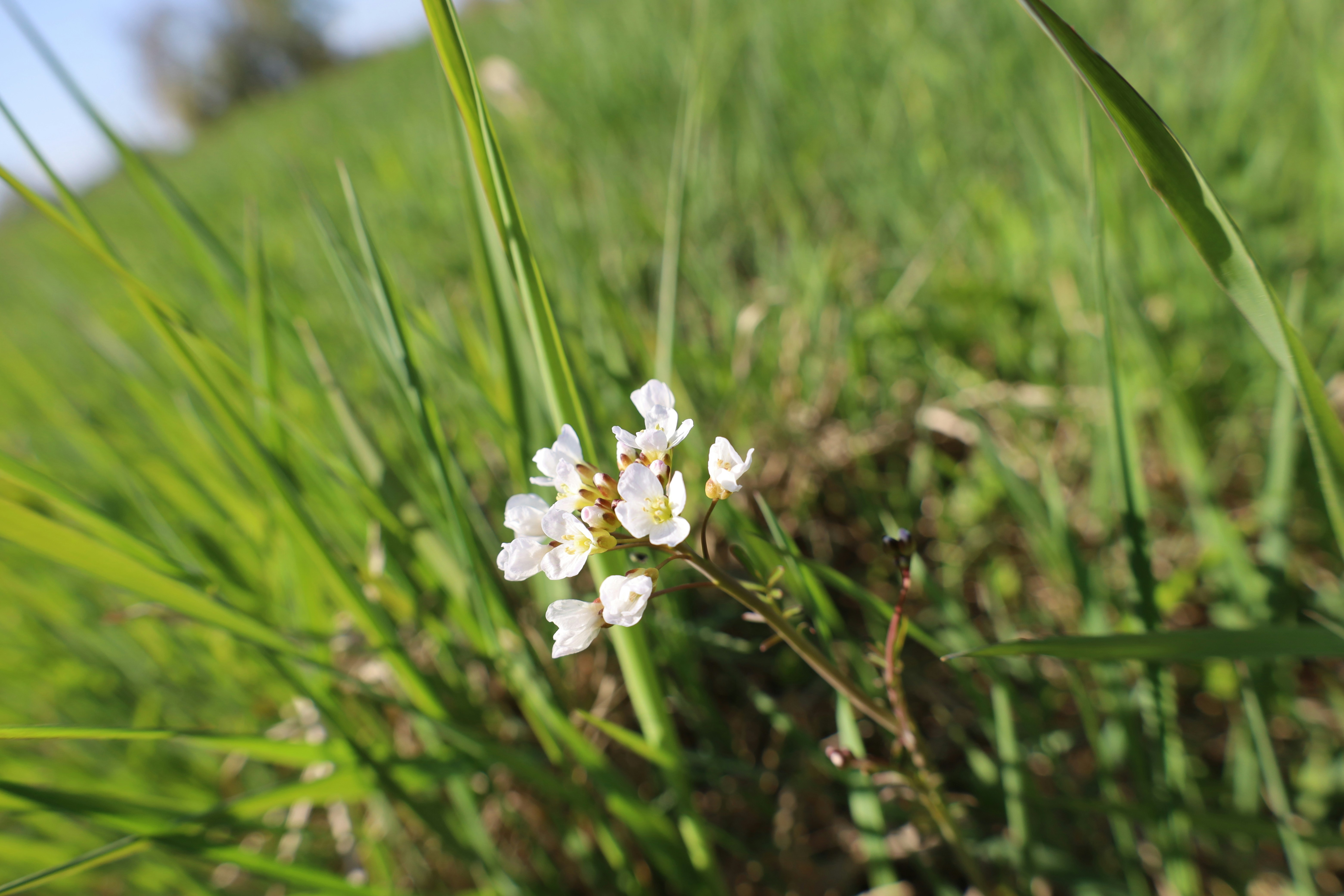 Whispering White Sprigs in a Field of Green