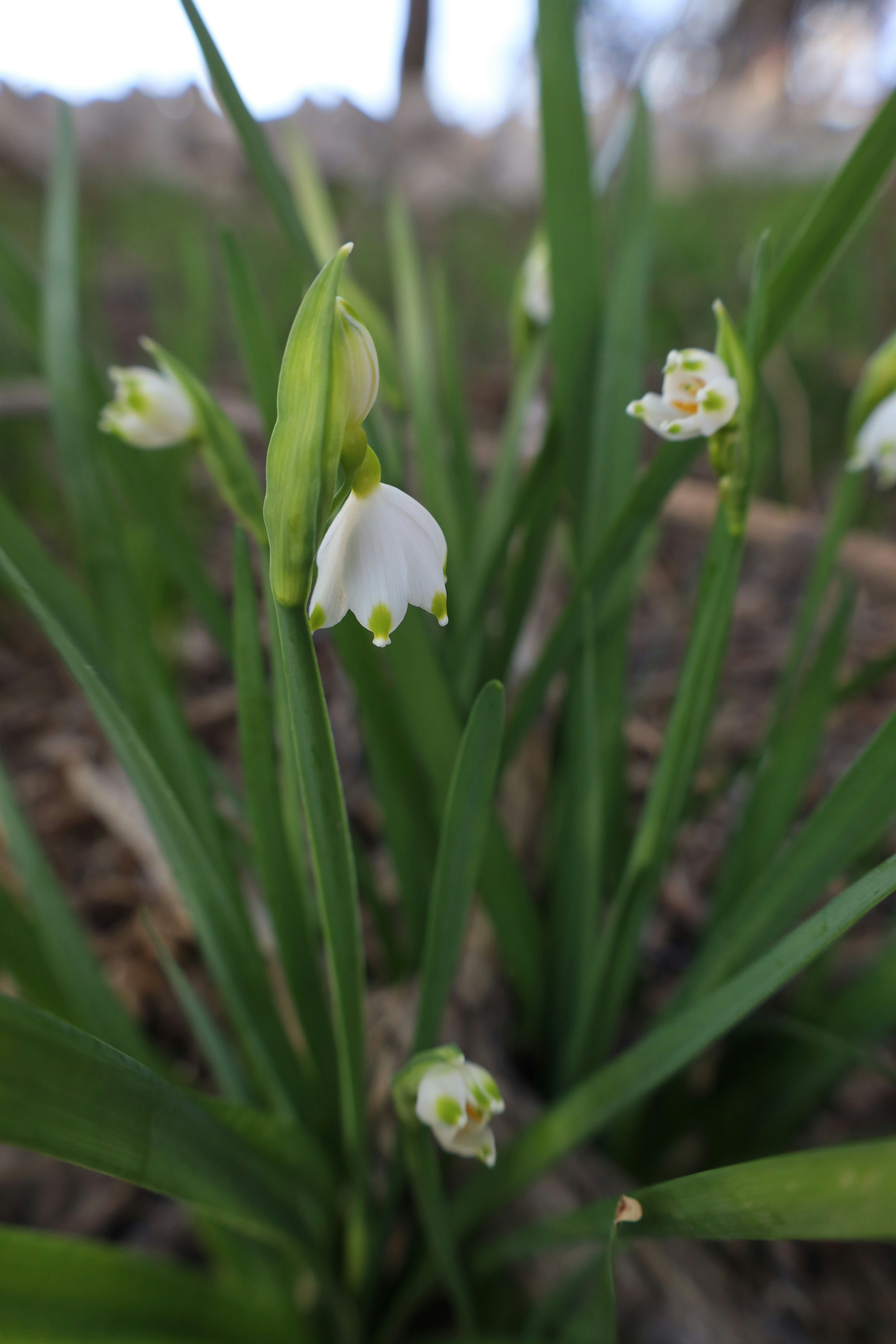 White bellflowers Emerging from a Bed of Green Leaves