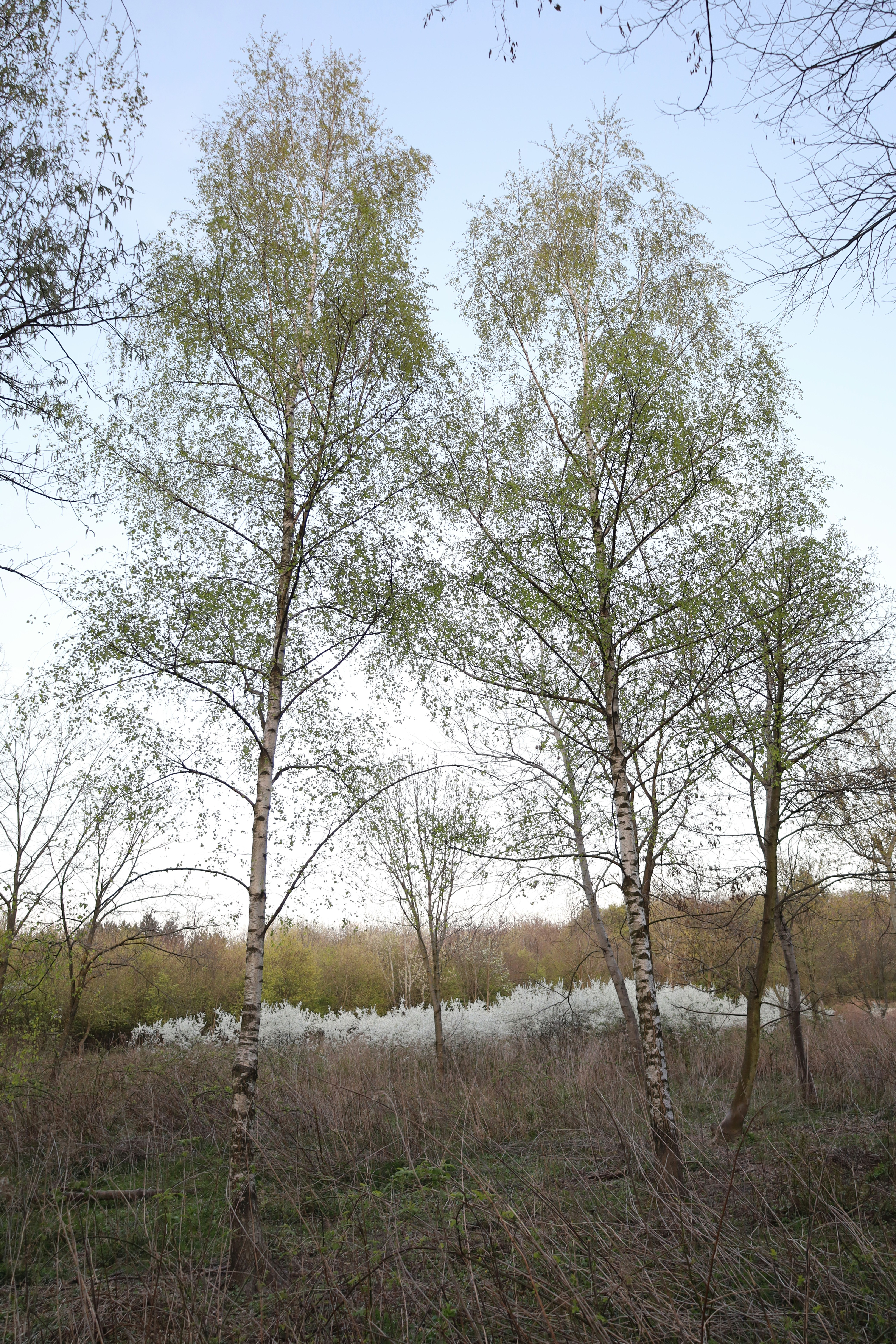 Birch Grove Reach: Spring Haze Among White-Flowered Underbrush