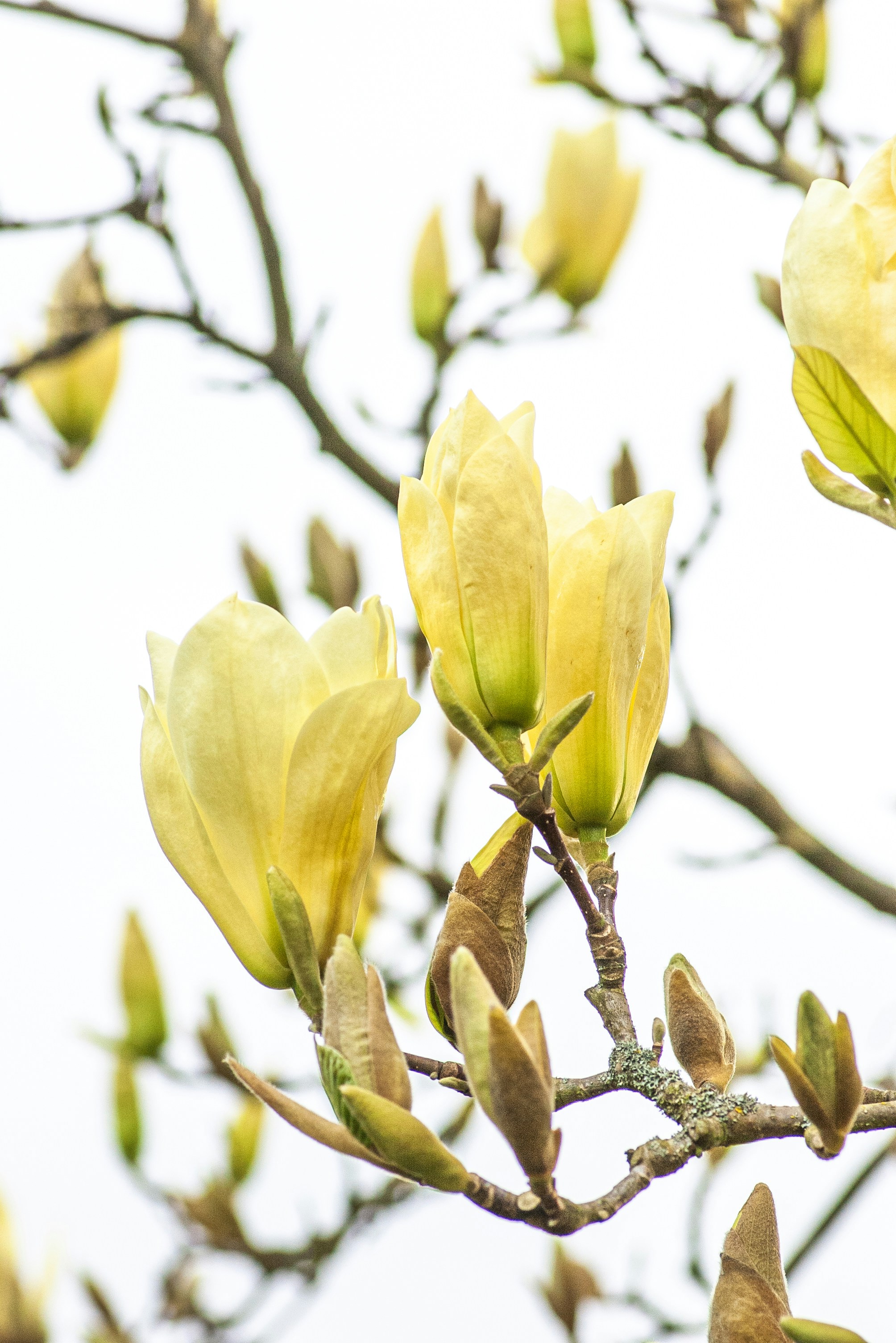 Golden Tulip Buds Reach Toward Spring Light