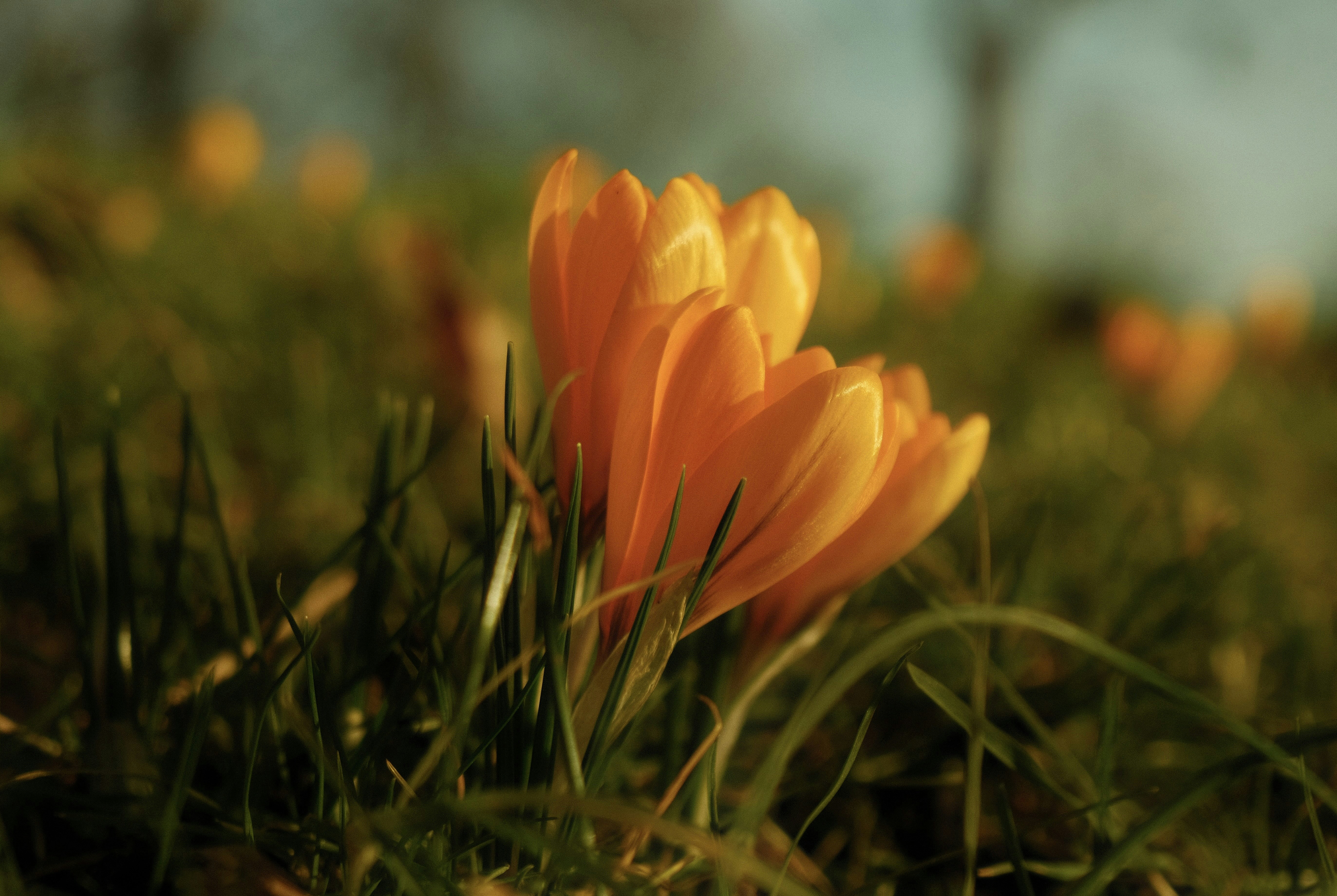 Sunlit Crocus Amid Grassy Quiet