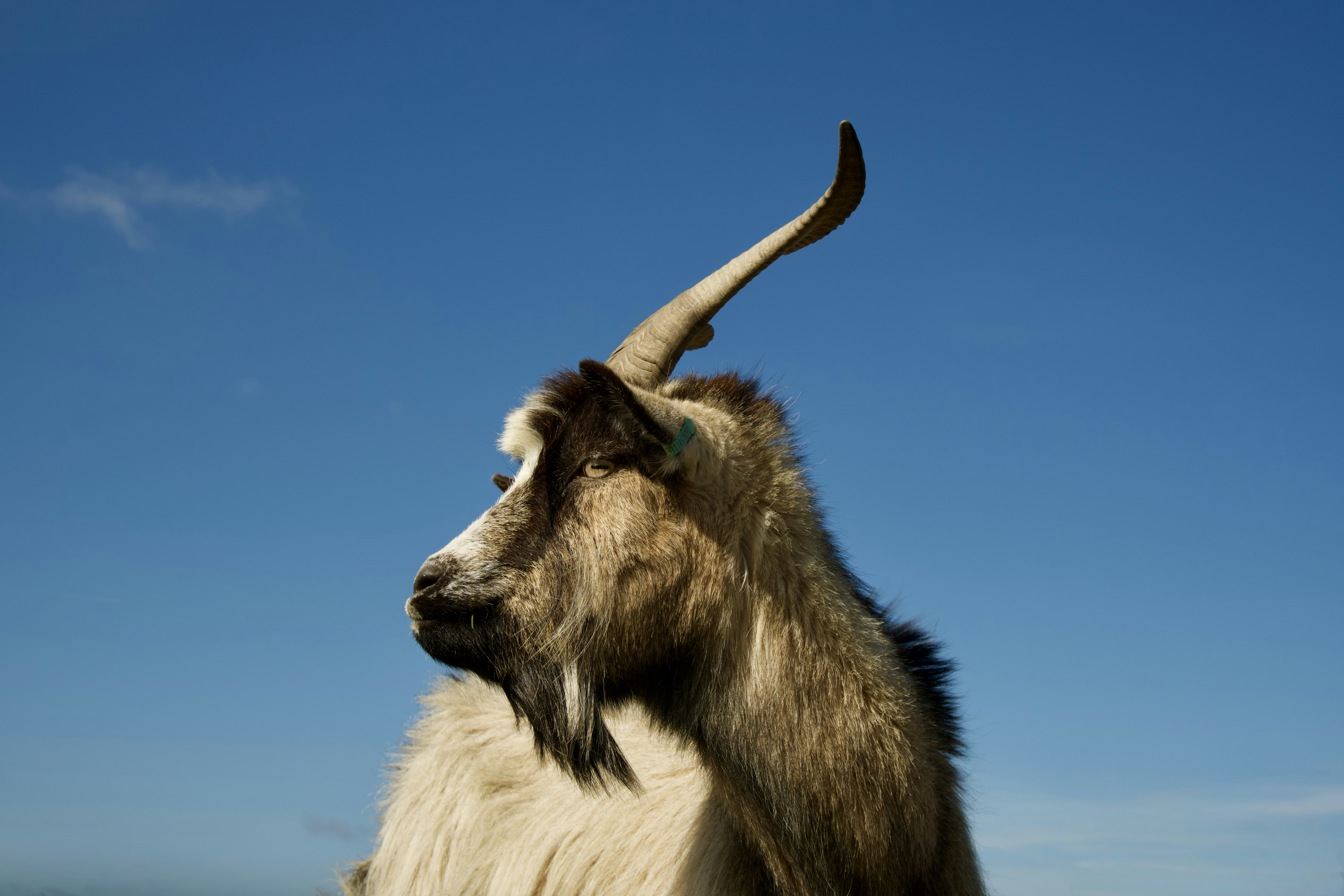 Caprine Majesty Against a Cerulean Sky