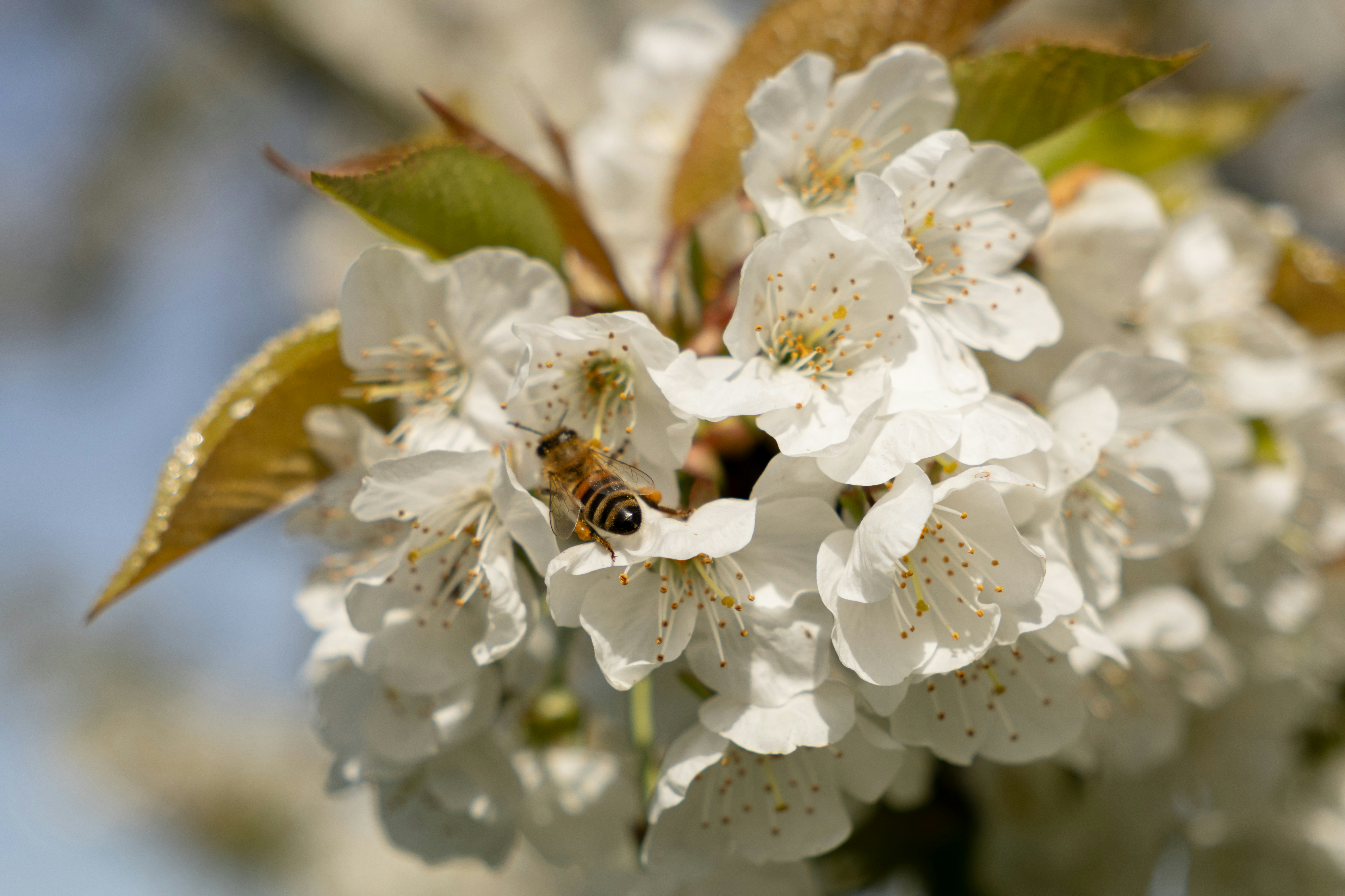 Honeybee Among White Petals: Spring Bloom Close-Up