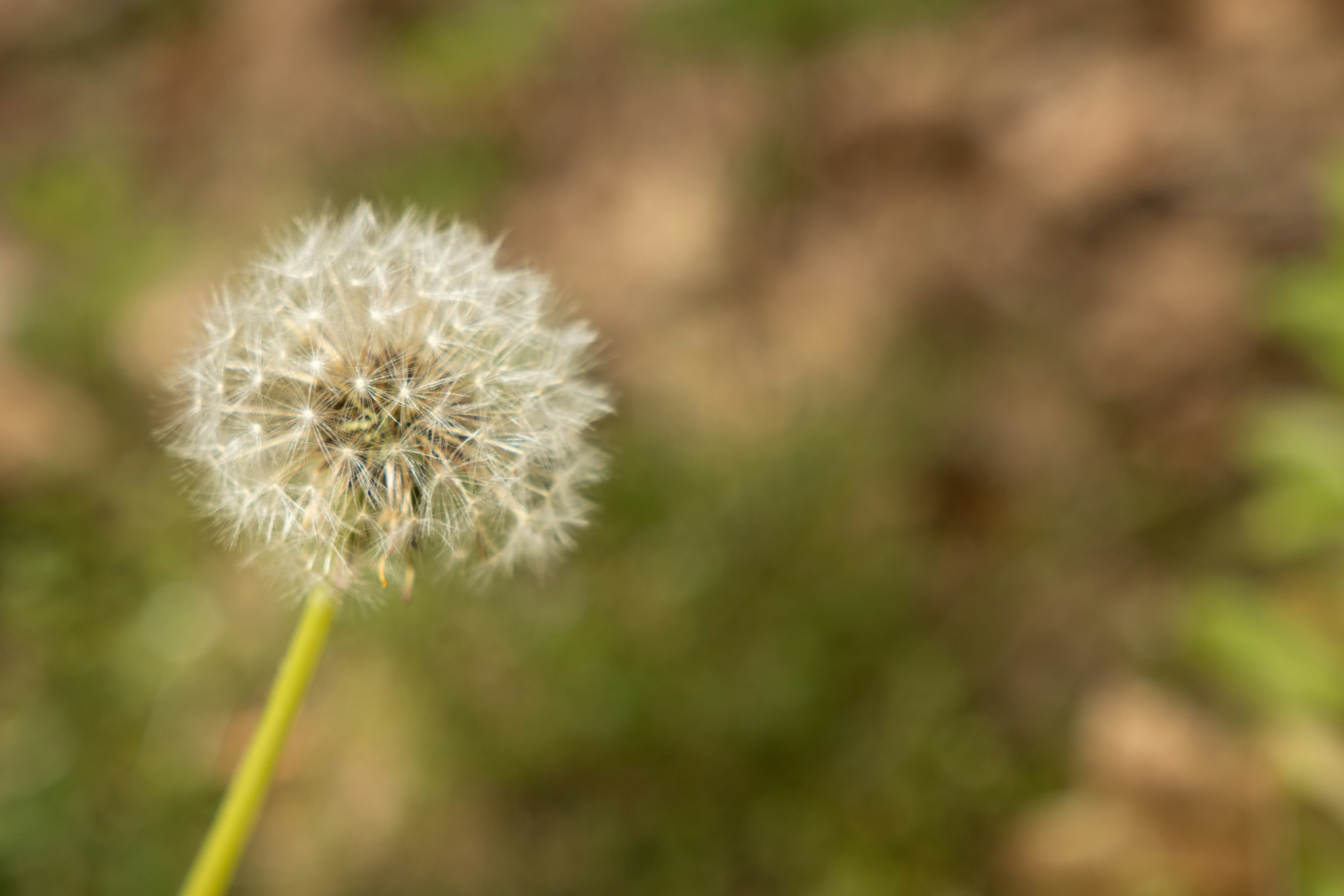 Soft Dandelion in Focus: Fragile Seeds Against a Blurred Meadow