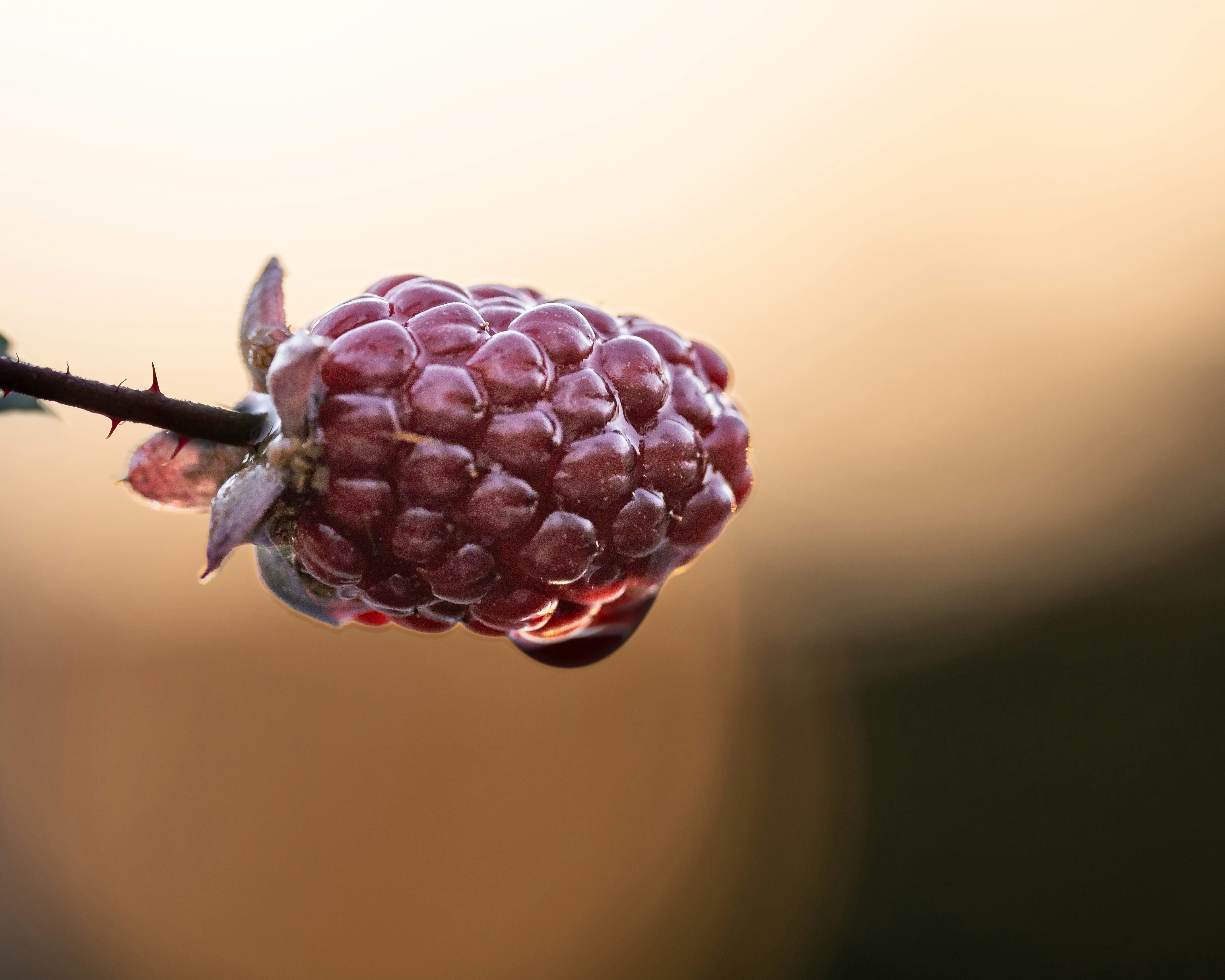 Raspberry in Soft Backlight: a close-up of a solitary fruit on a thin stem