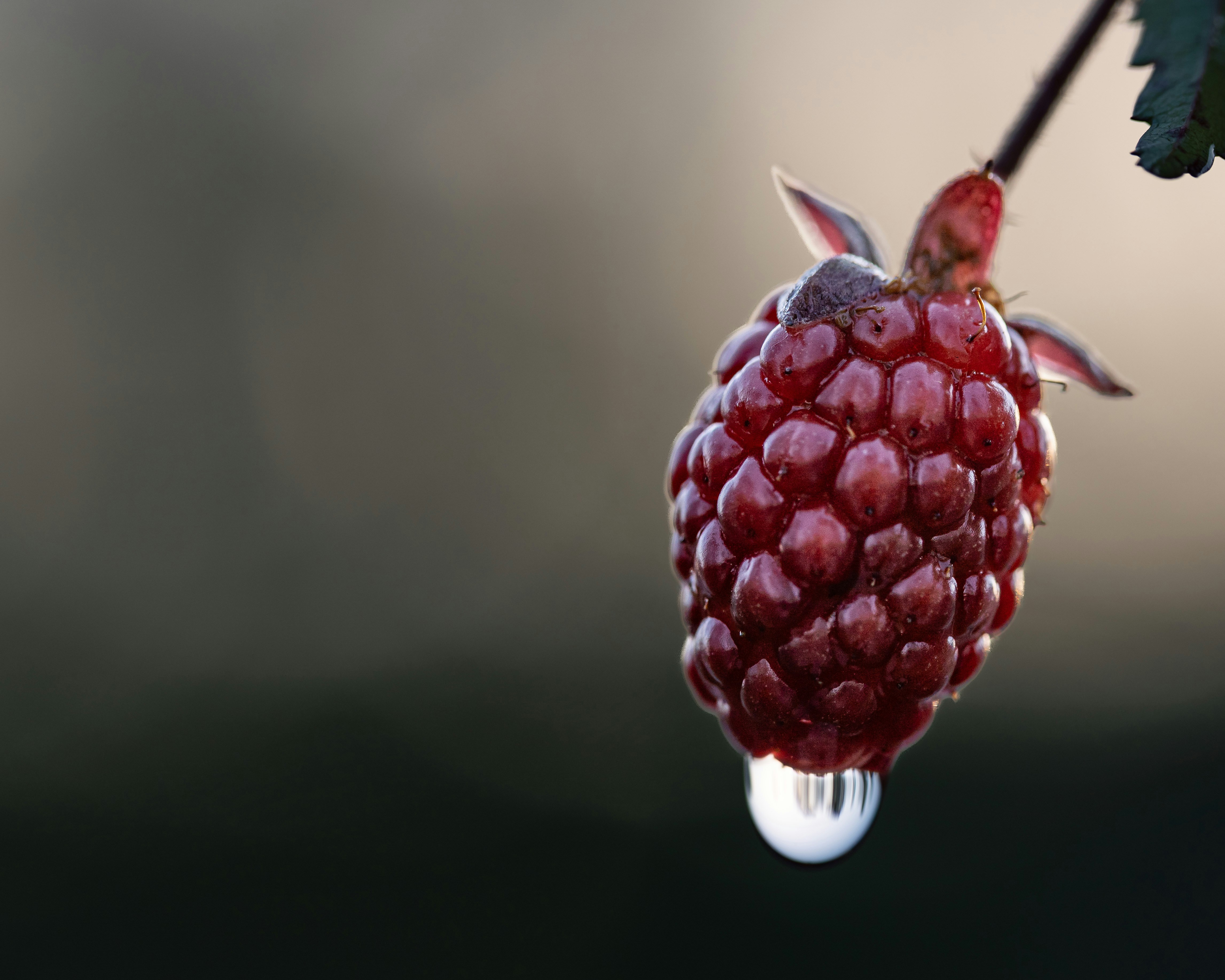 Rubies on a Hinge: A Ruby Raspberry at the Edge of a Dew Drop