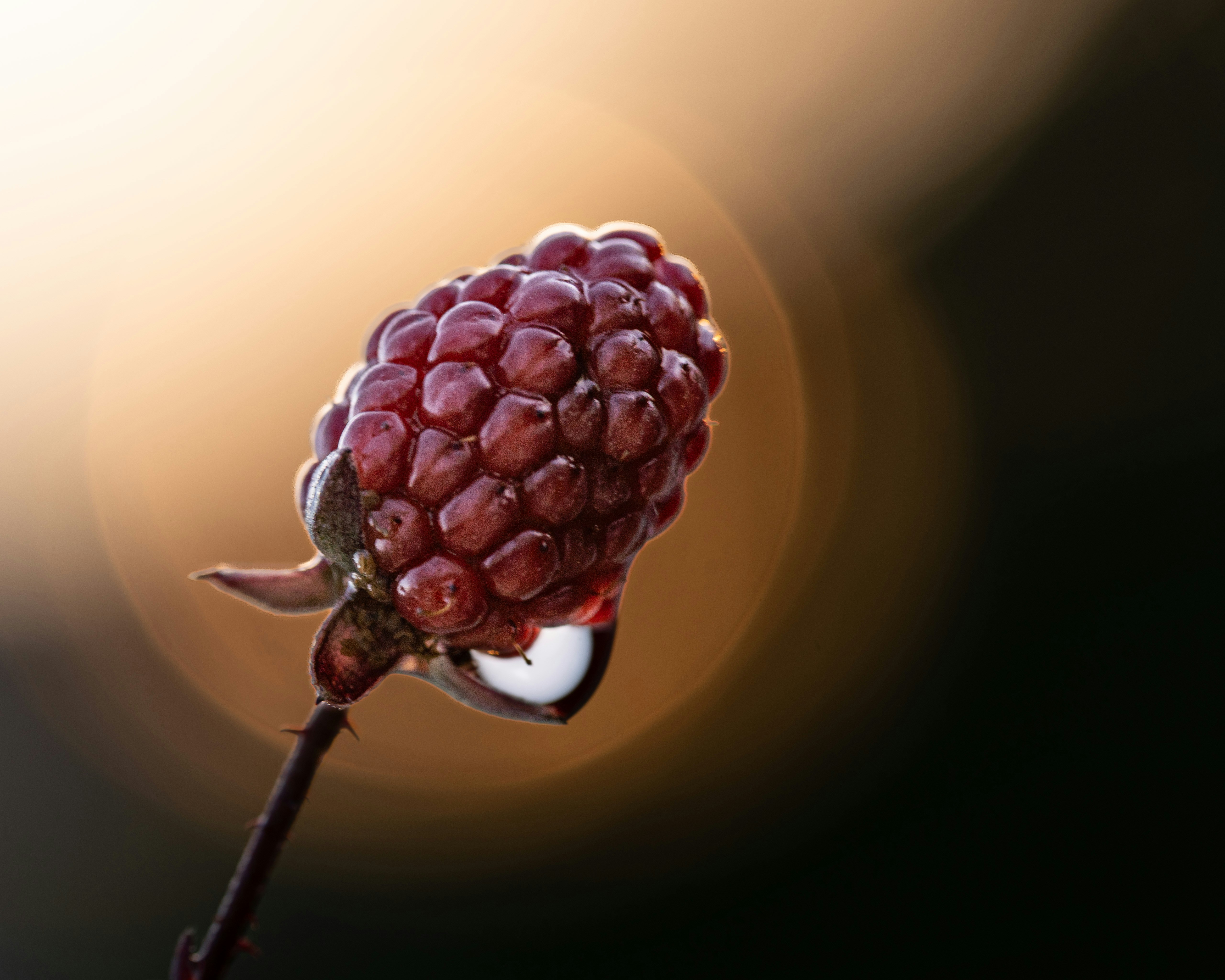 Golden Orbs: A Berry in Focus Against a Backlit Bloom
