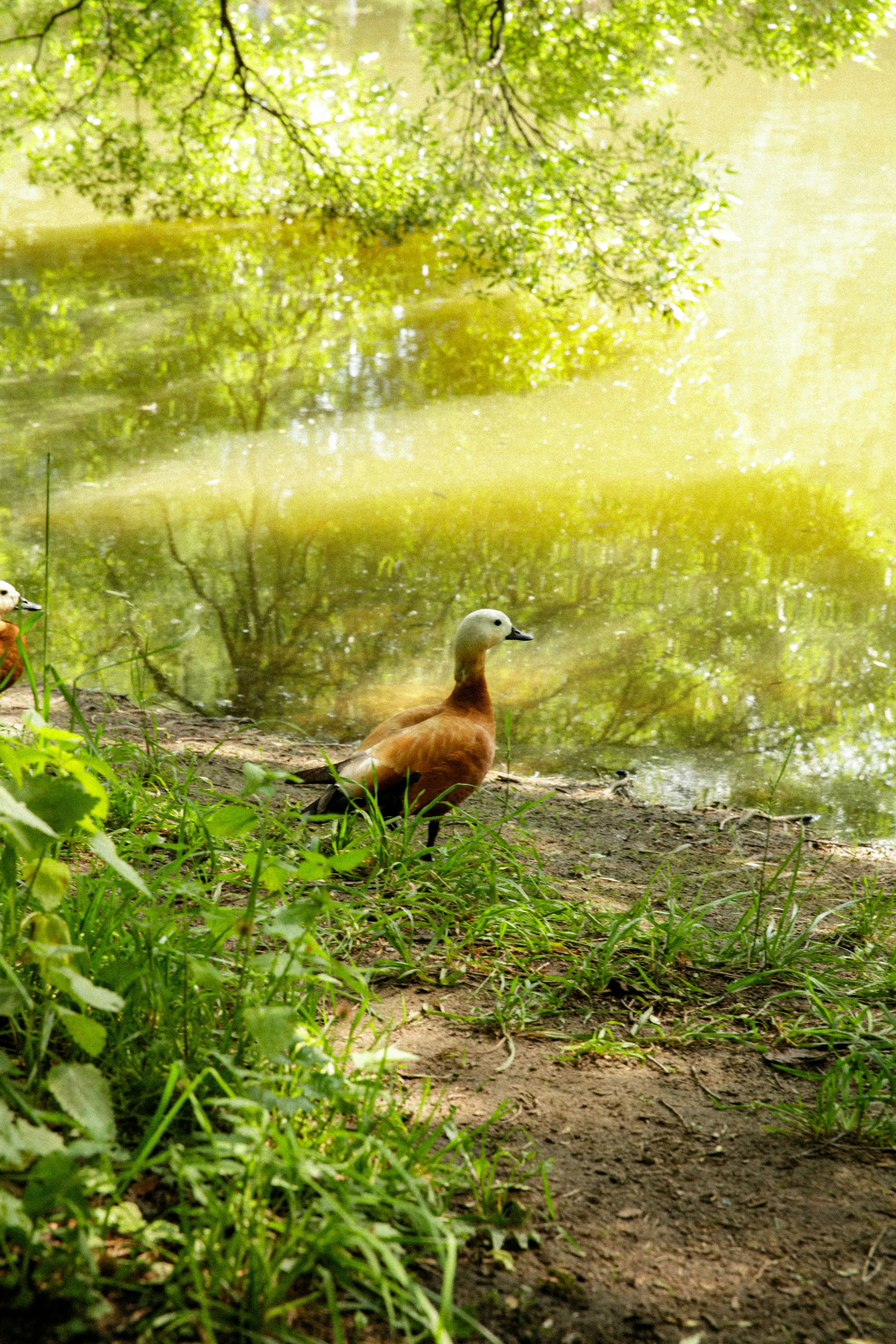 Duck by the Sunlit Shore: A Quiet Riverside Moment