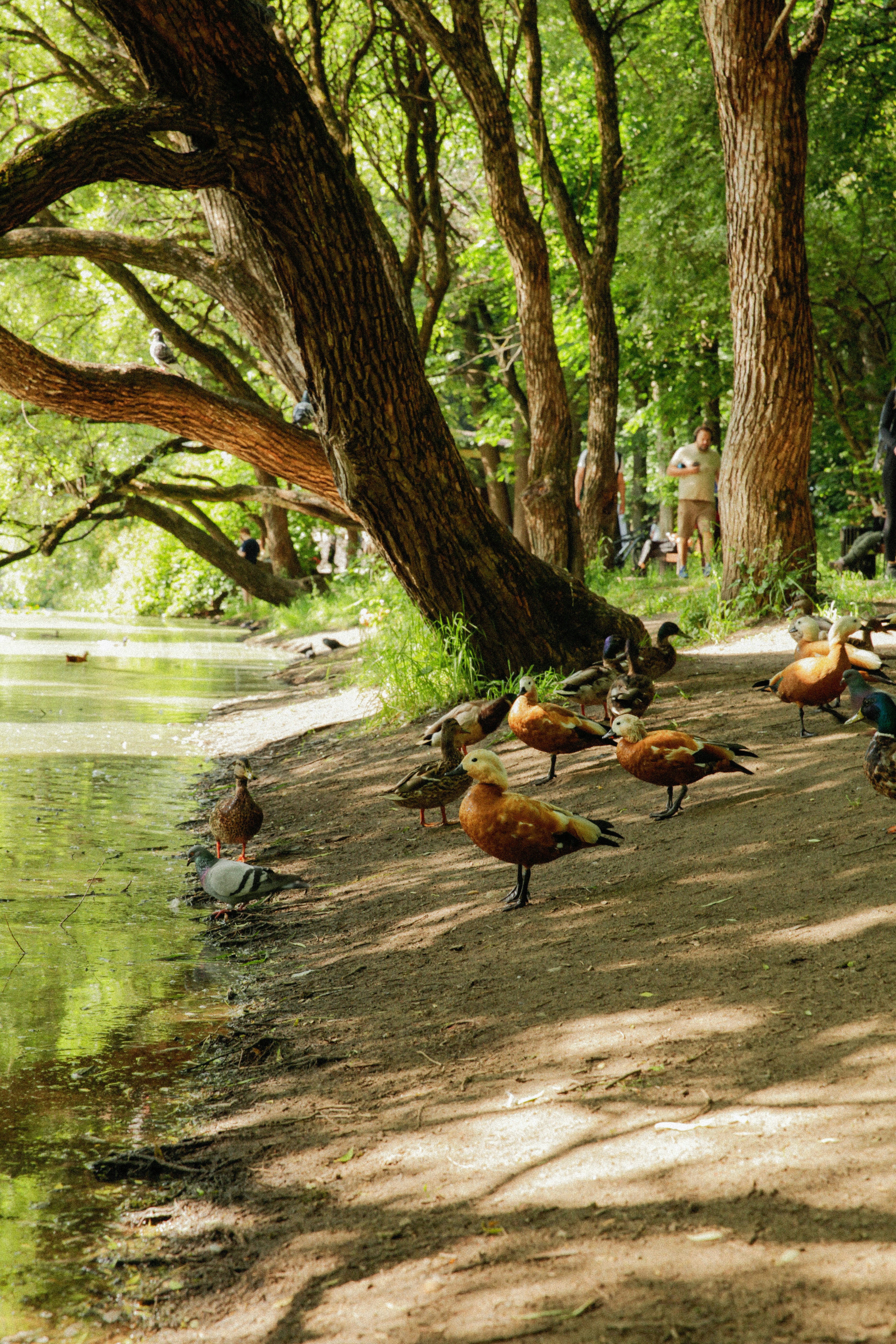 Ducks at the Shoreline: A Sunlit Riverside Pause