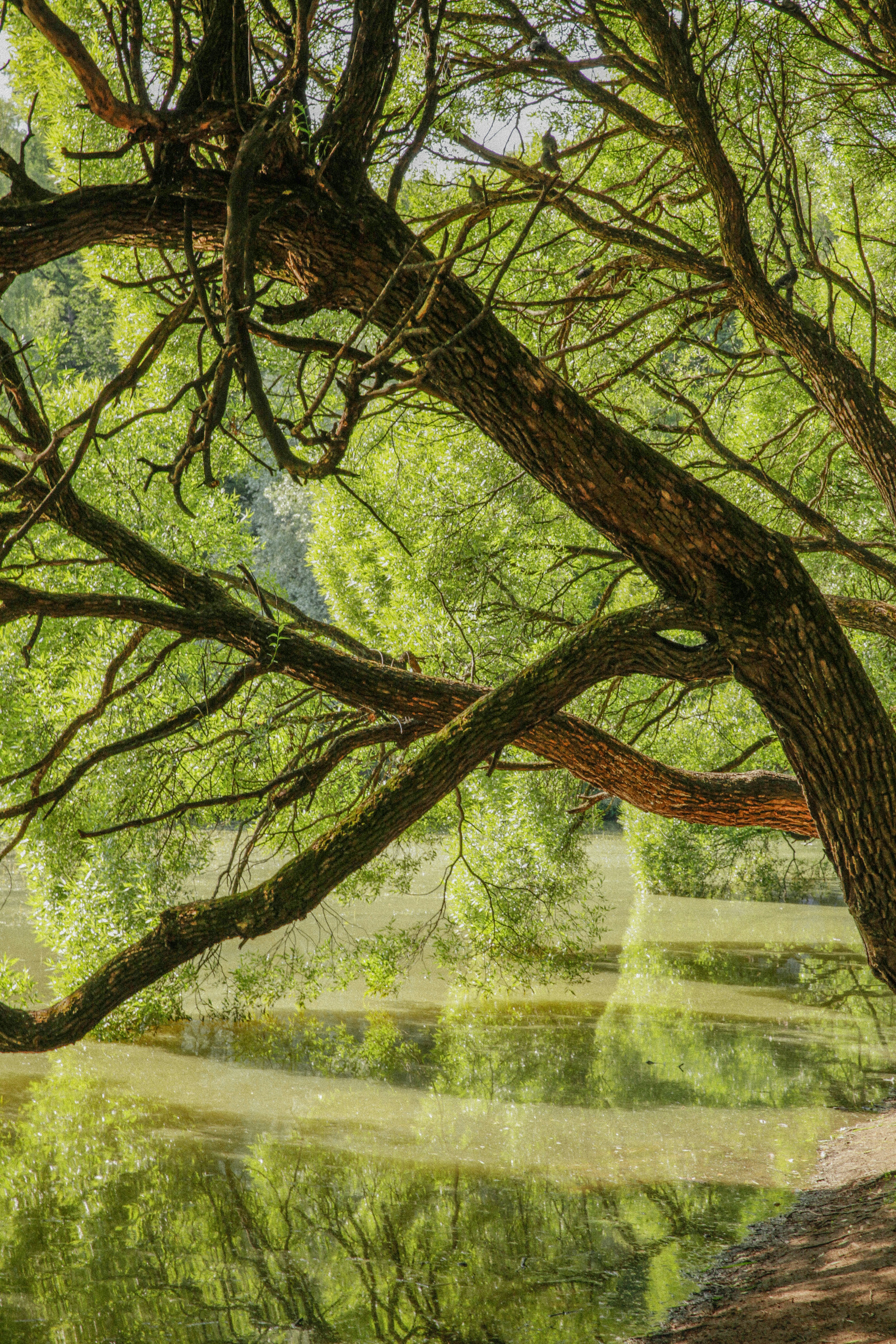 Mirror of the canopy: sunlight and branches above a tranquil lake