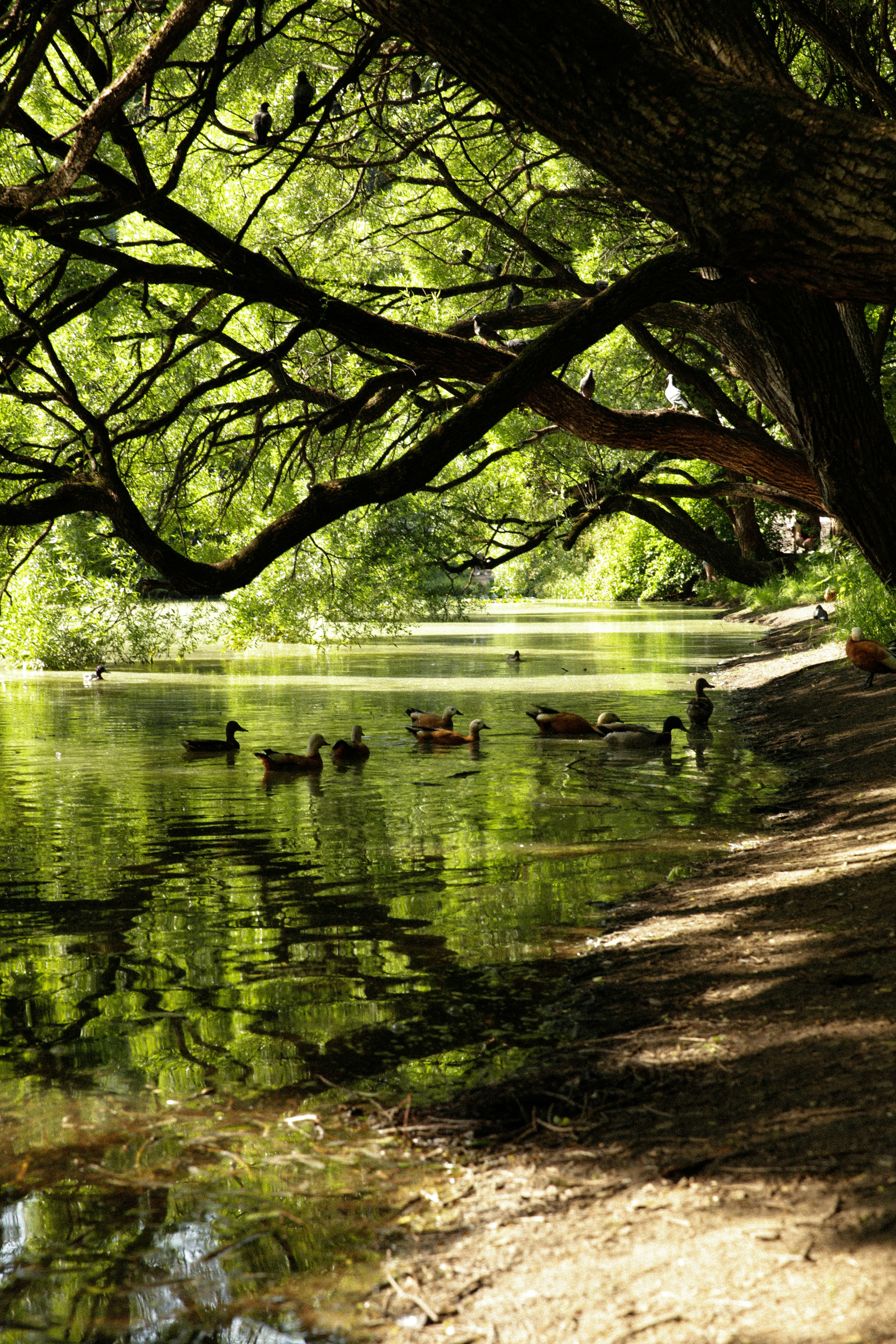Twilight Over the Linear Dapple of Ducks