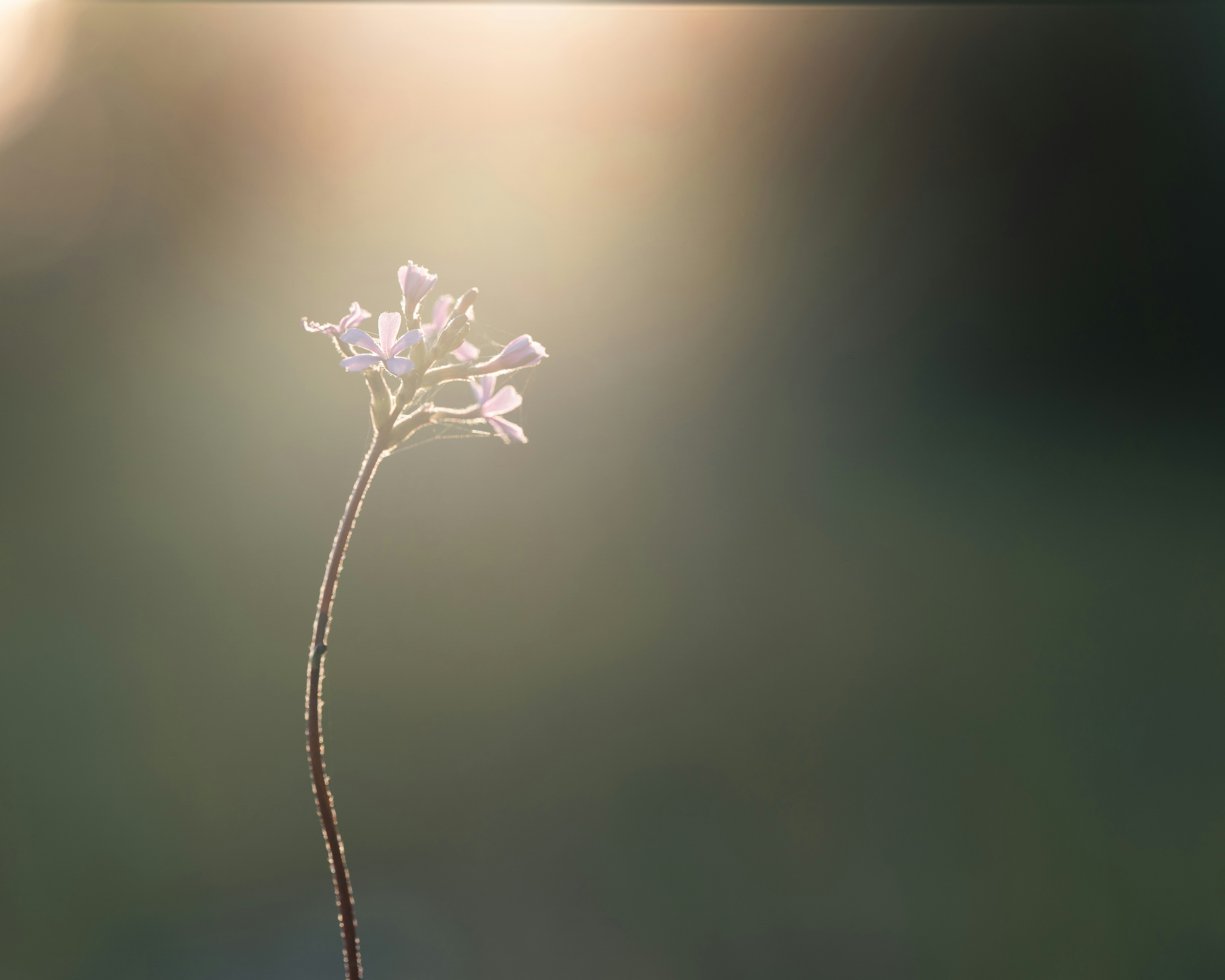 Stem of Light: A Delicate Bloom Reaches for the Sun