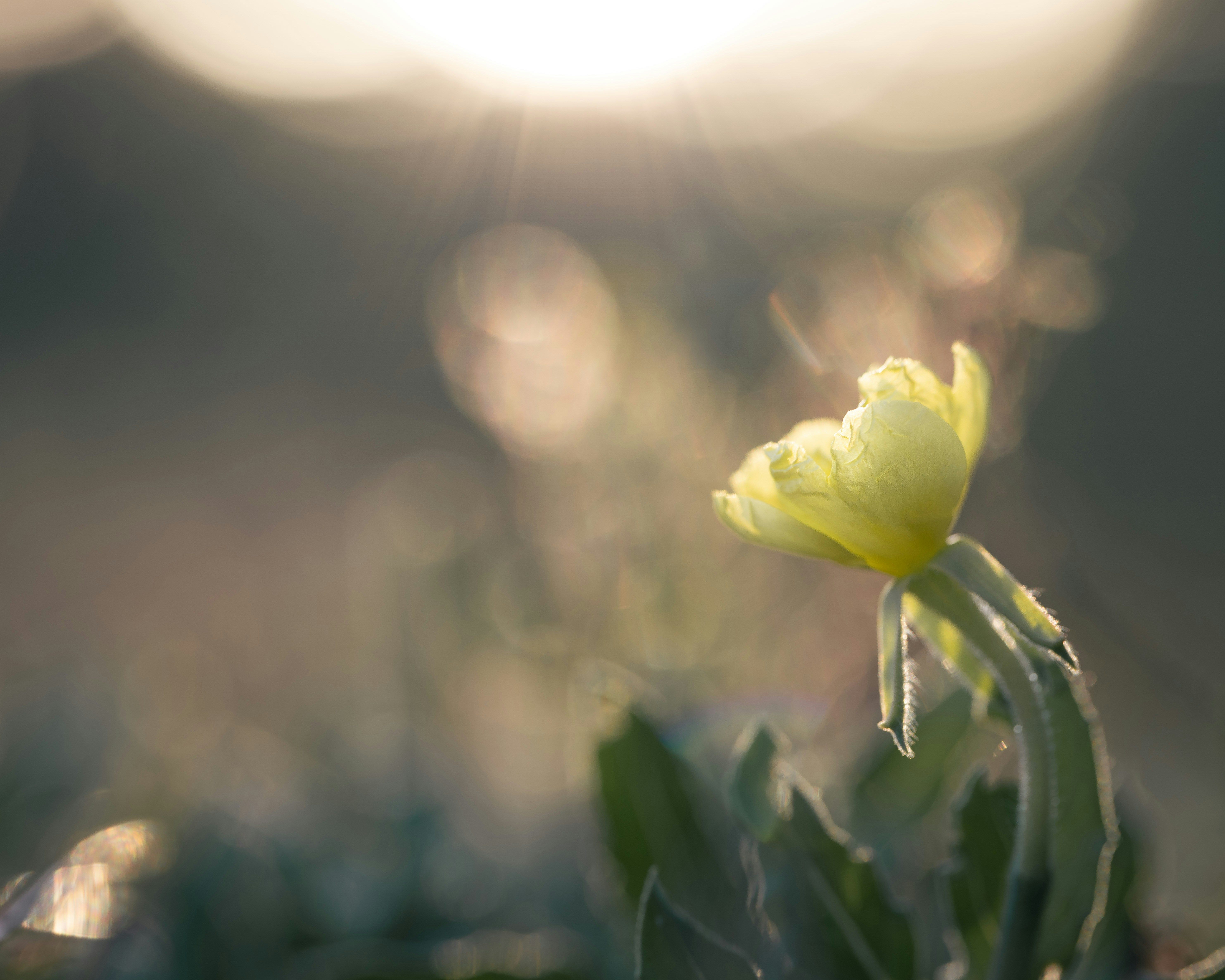 Backlit bloom: a pale yellow flower at dawn’s edge
