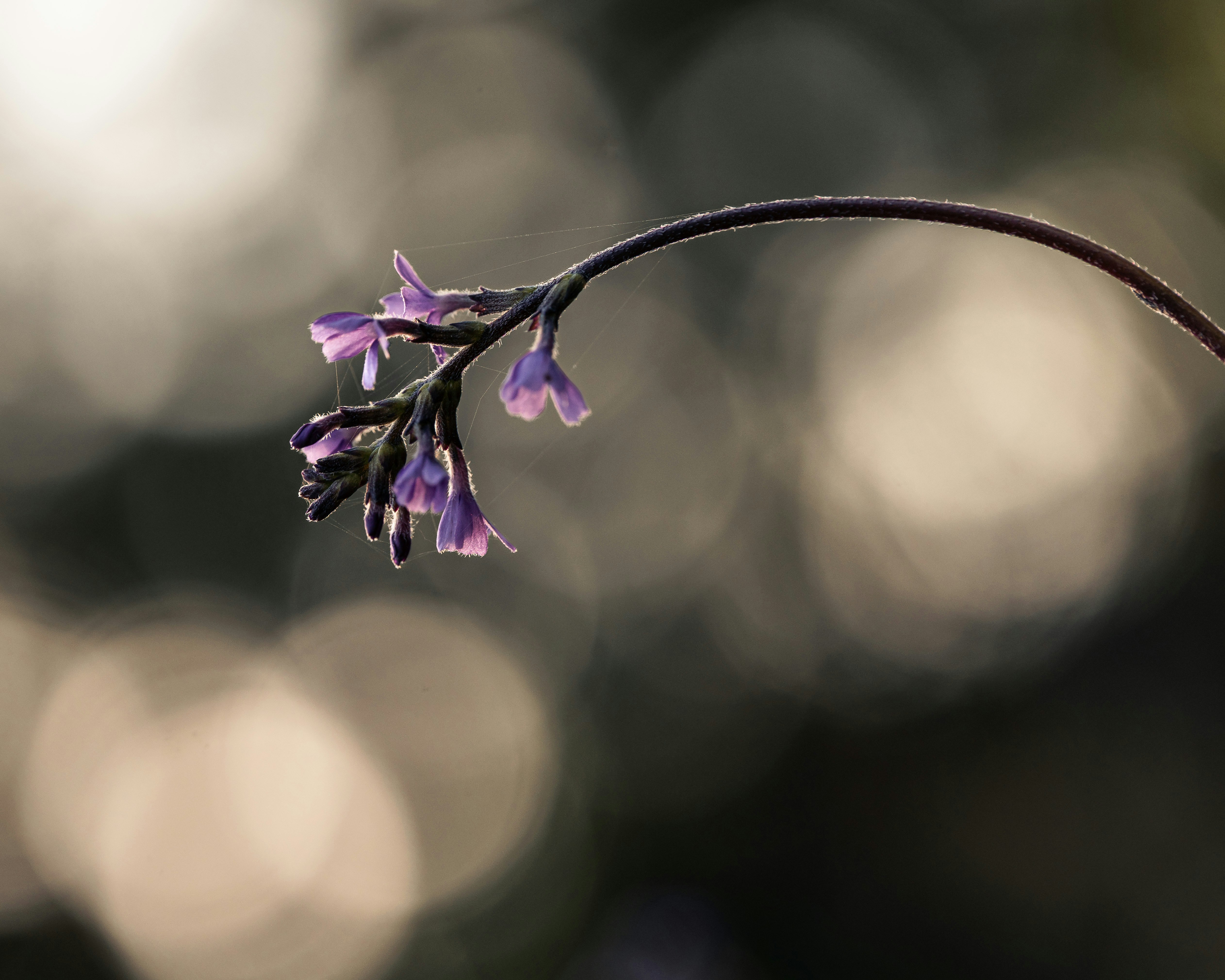 Delicate Purple Bloom Catching the Light