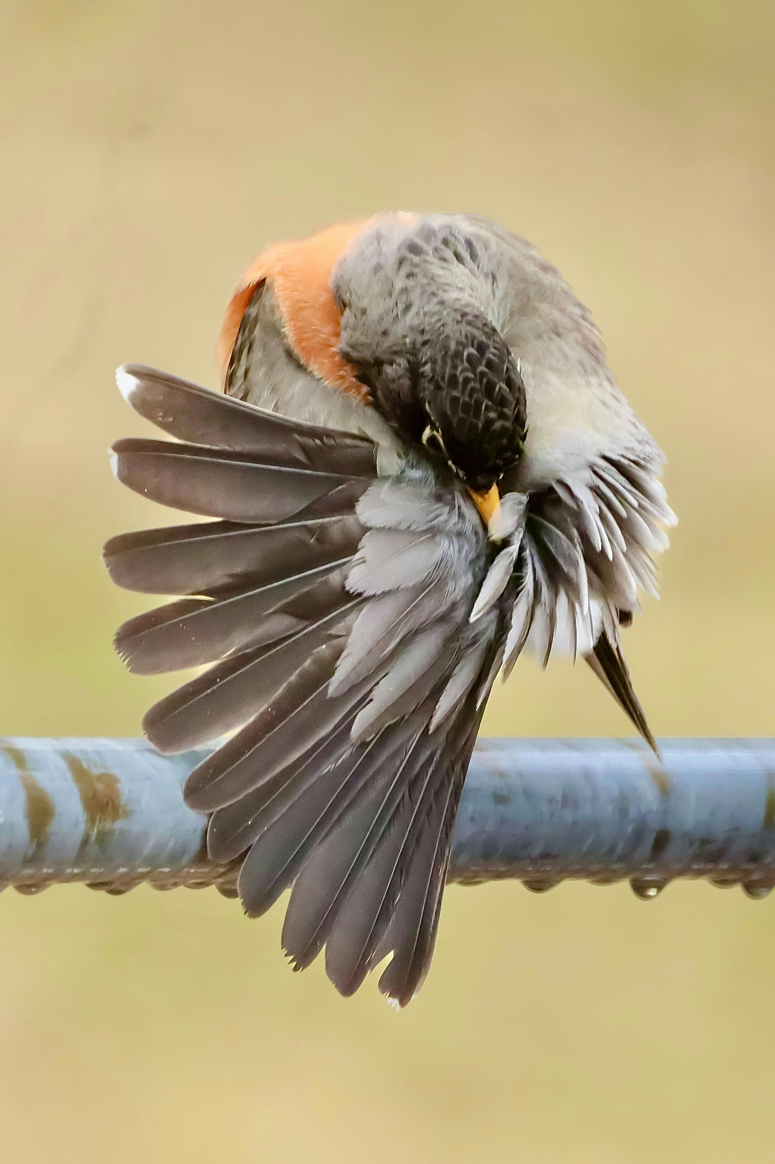 Feathered Contortion: A Robin Preens on a Rusty Rail