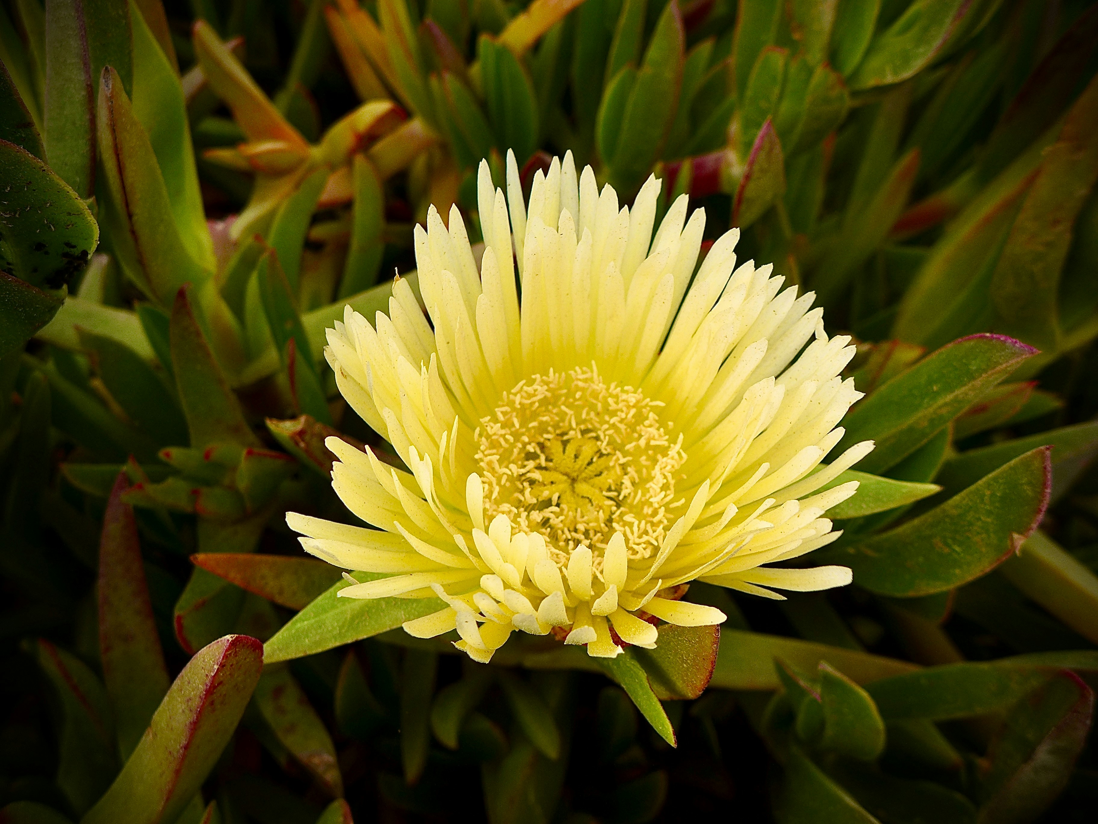 Soft Yellow Bloom Centered Amid Green Succulent Foliage
