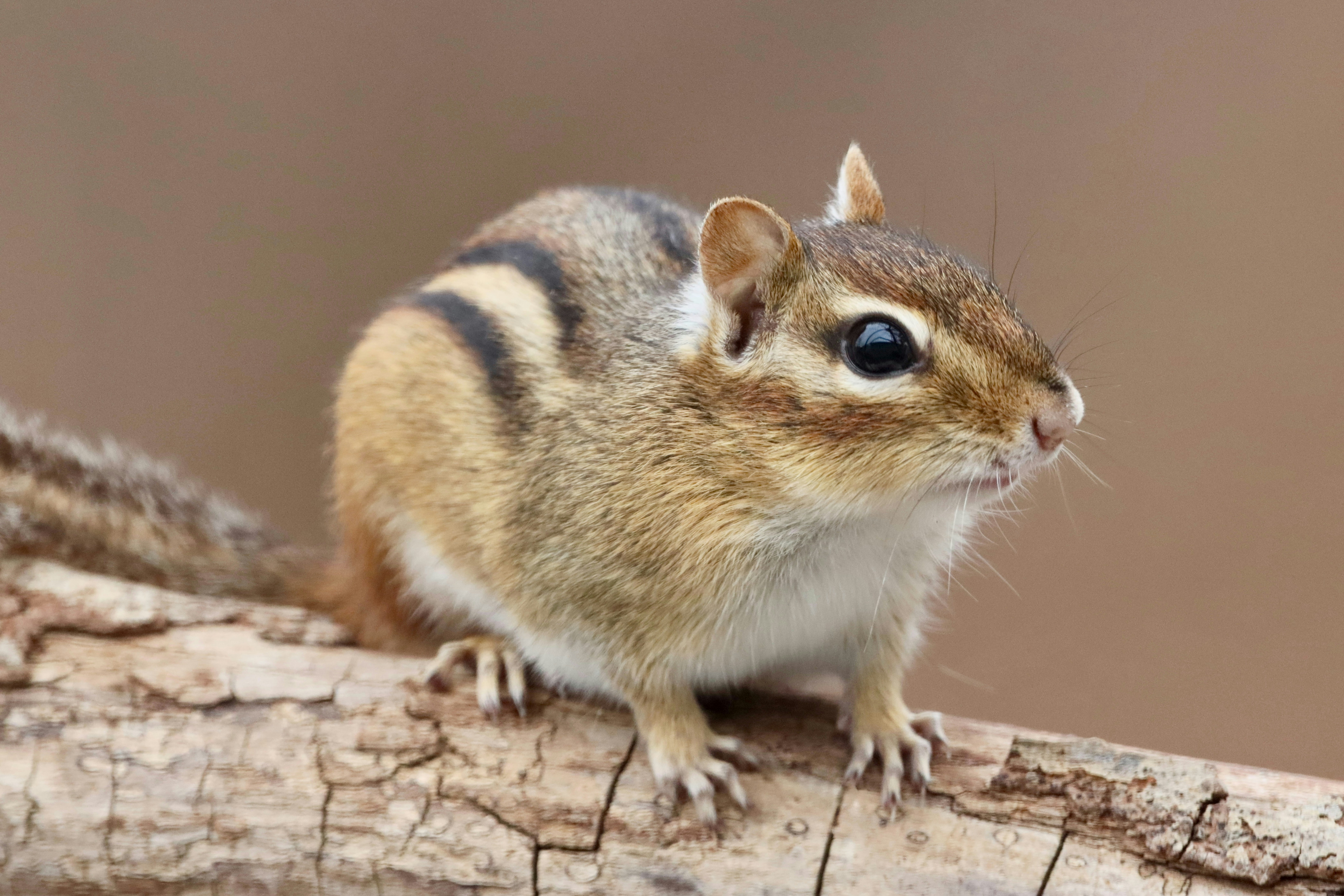 Chipmunk on a weathered log: a moment of alert curiosity