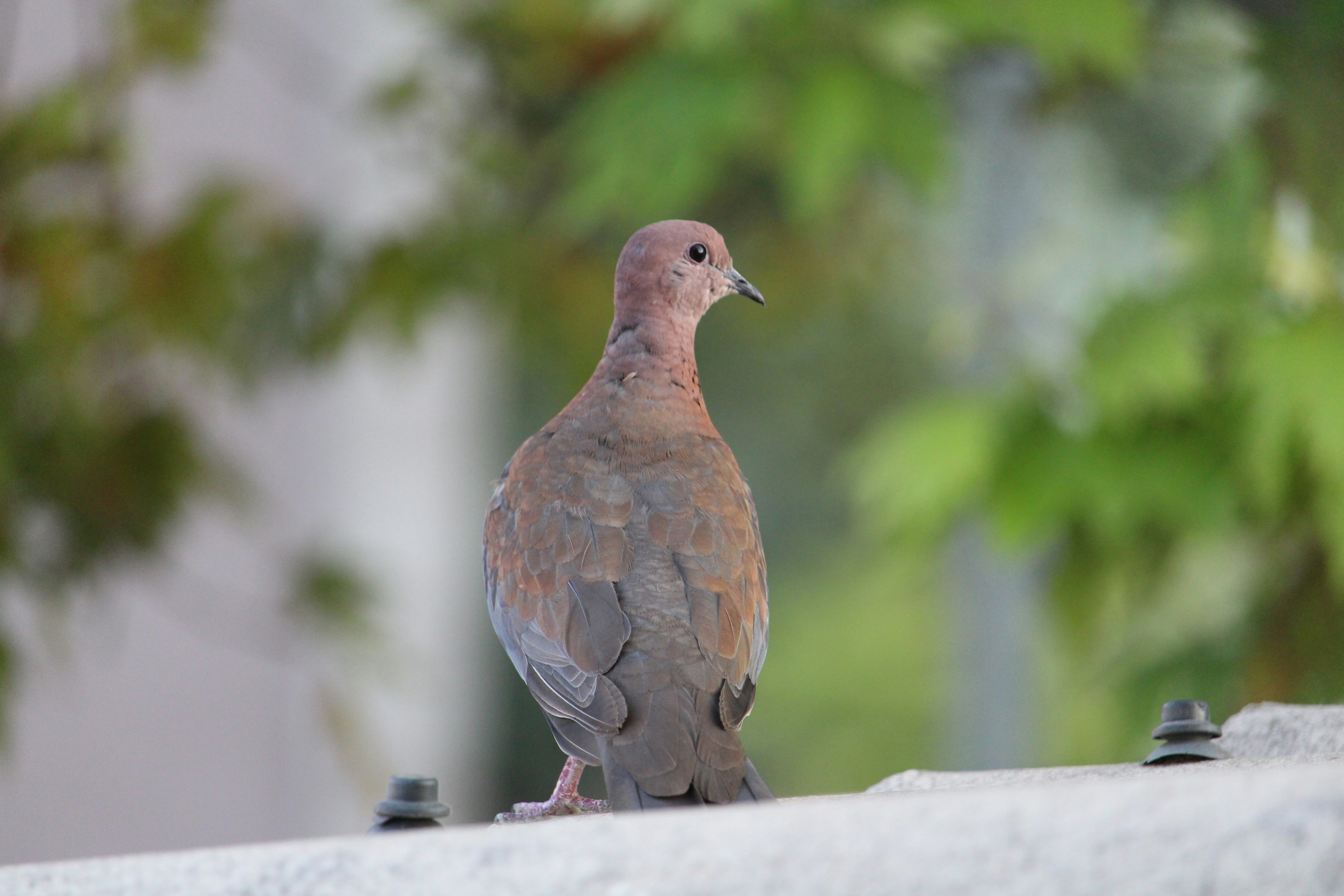 Mid-Range Perch: A Pigeon Observes the Urban Garden