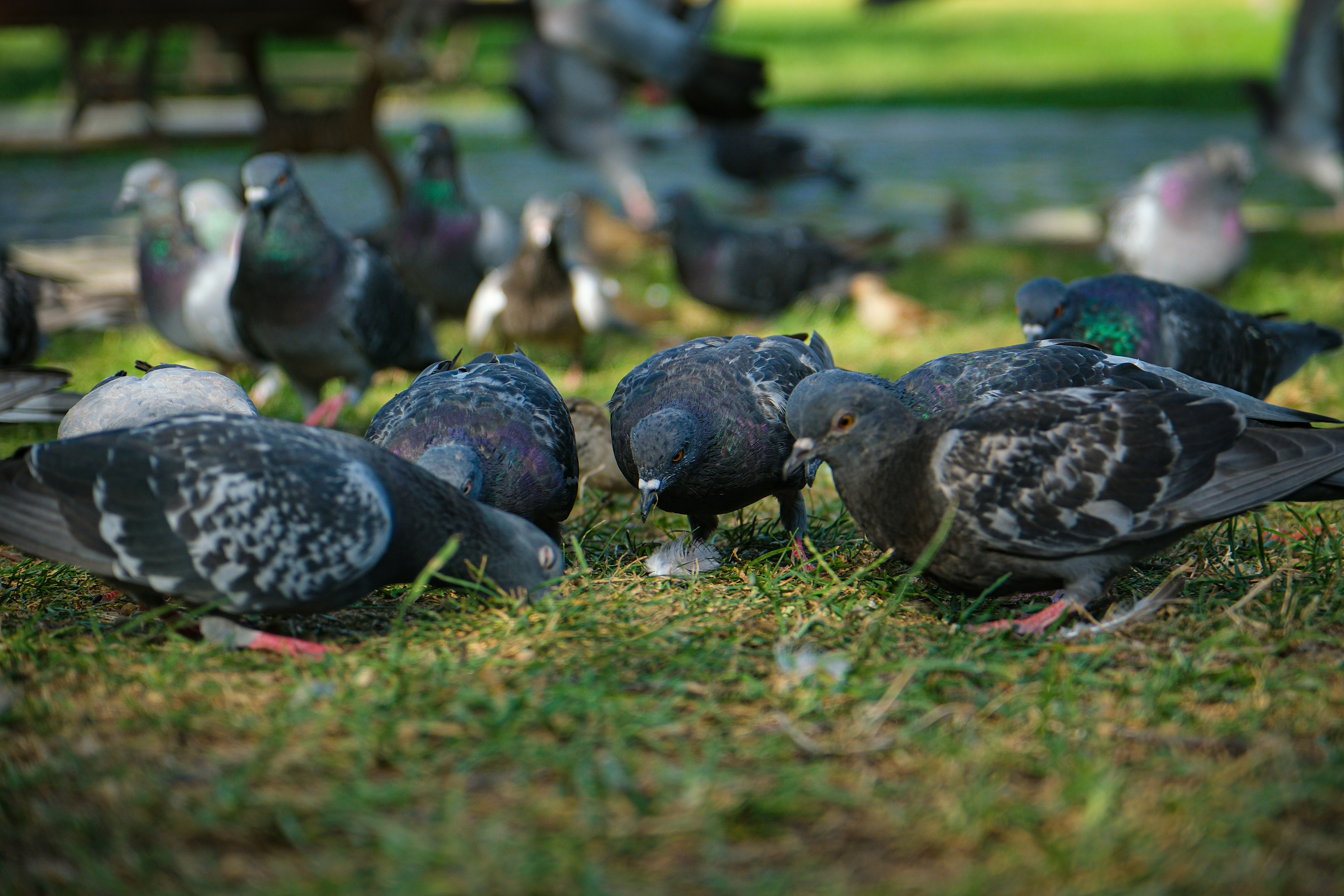 Feast of Feathers: A flock of city pigeons pecking at scattered crumbs
